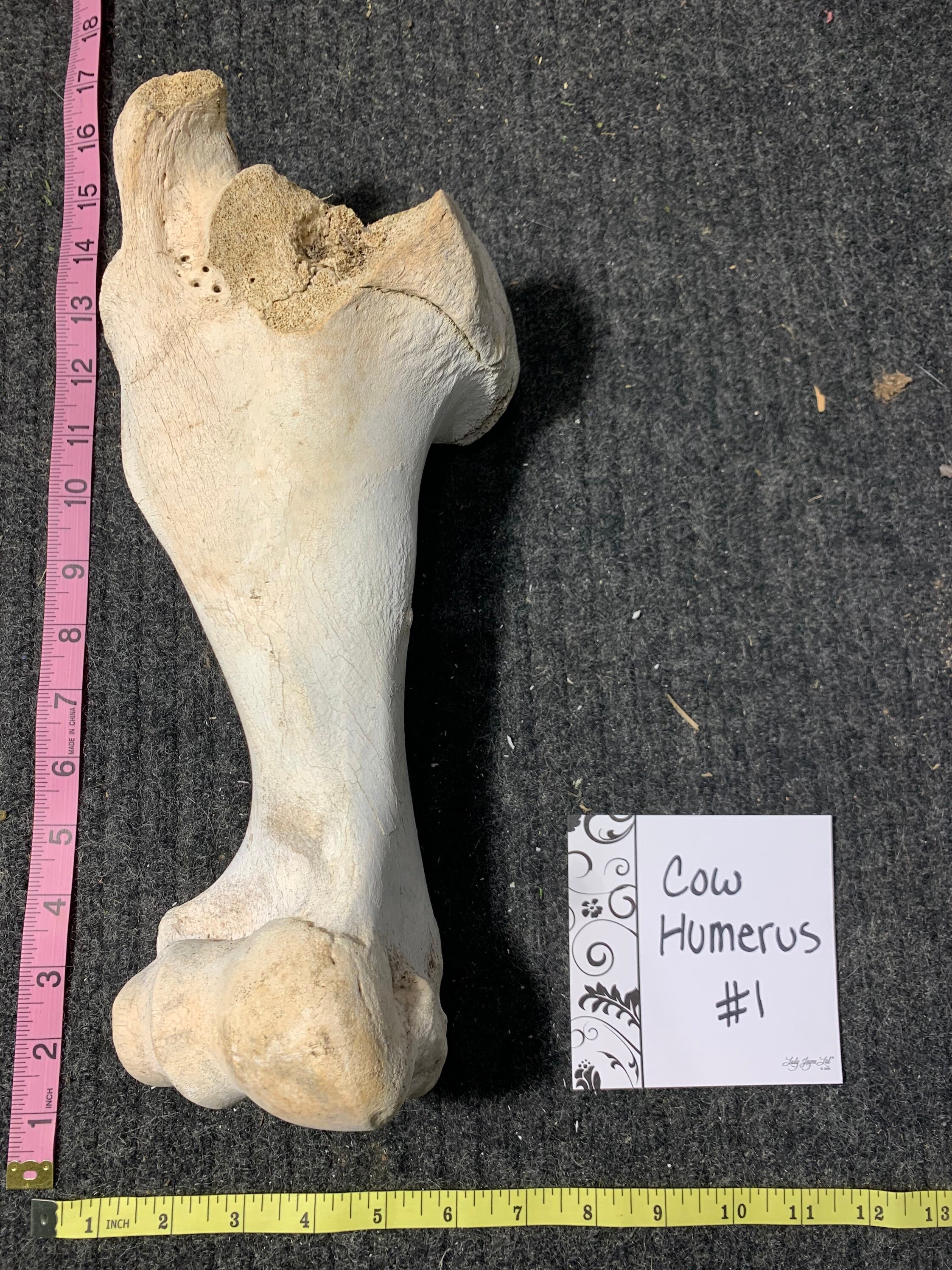 Cow Humerus - Etsy