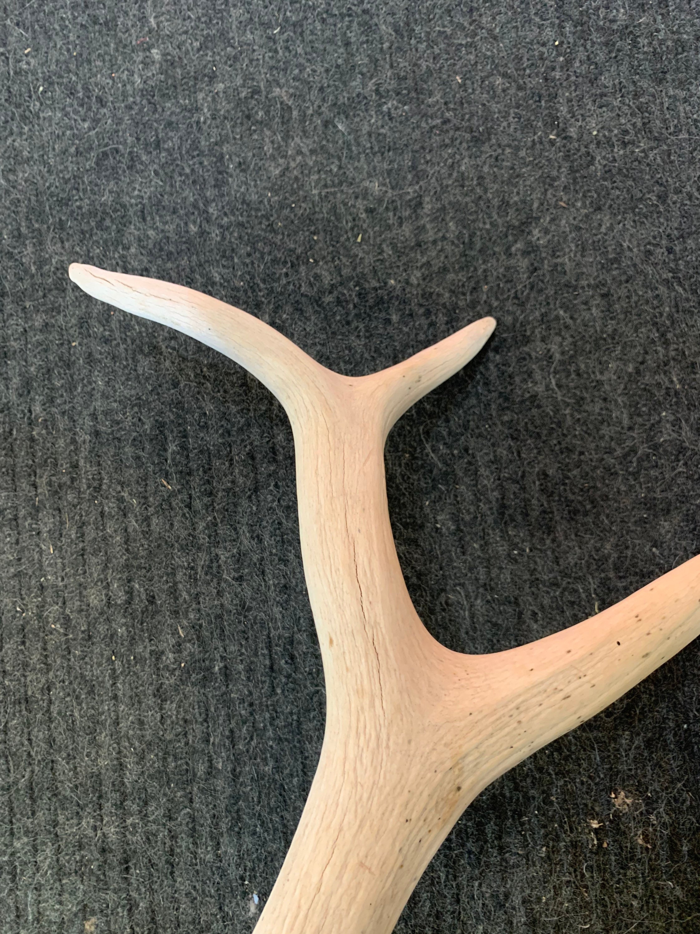 Single Weathered 6 Point Elk Horn - Etsy