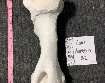 Cow Humerus - Etsy