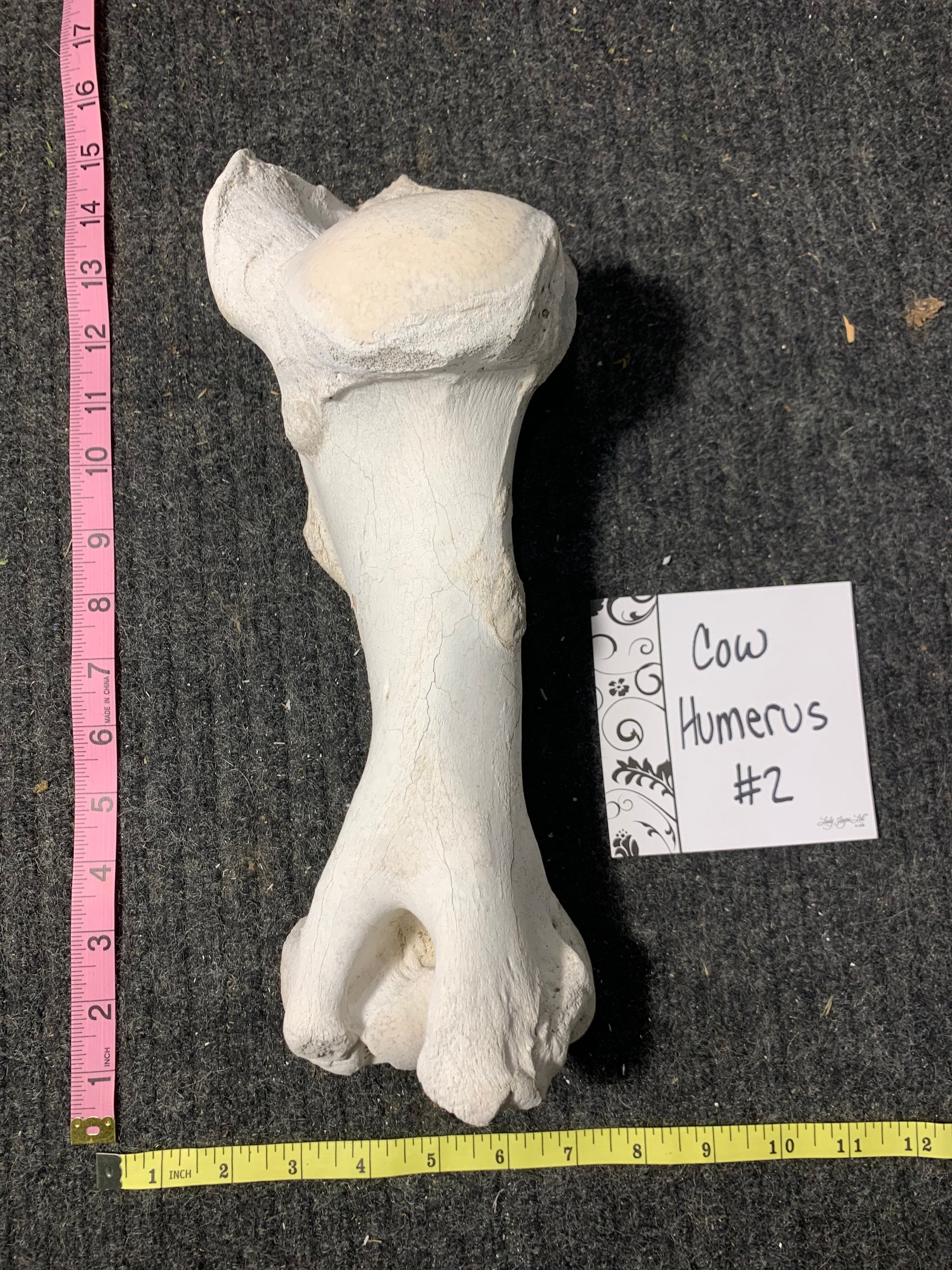 Angus Cow Humerus - Etsy