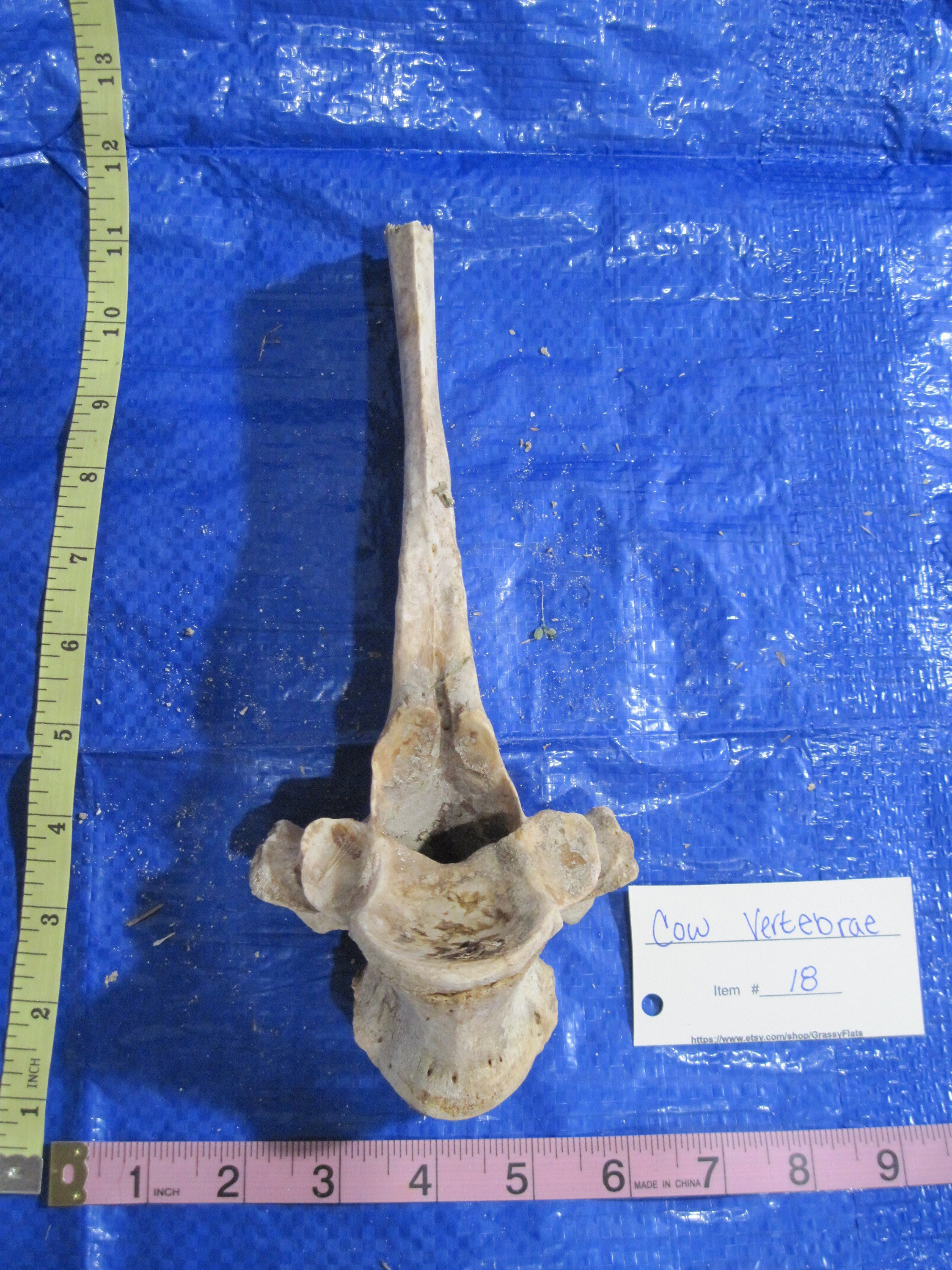 Montana Cow Vertebrae - Etsy