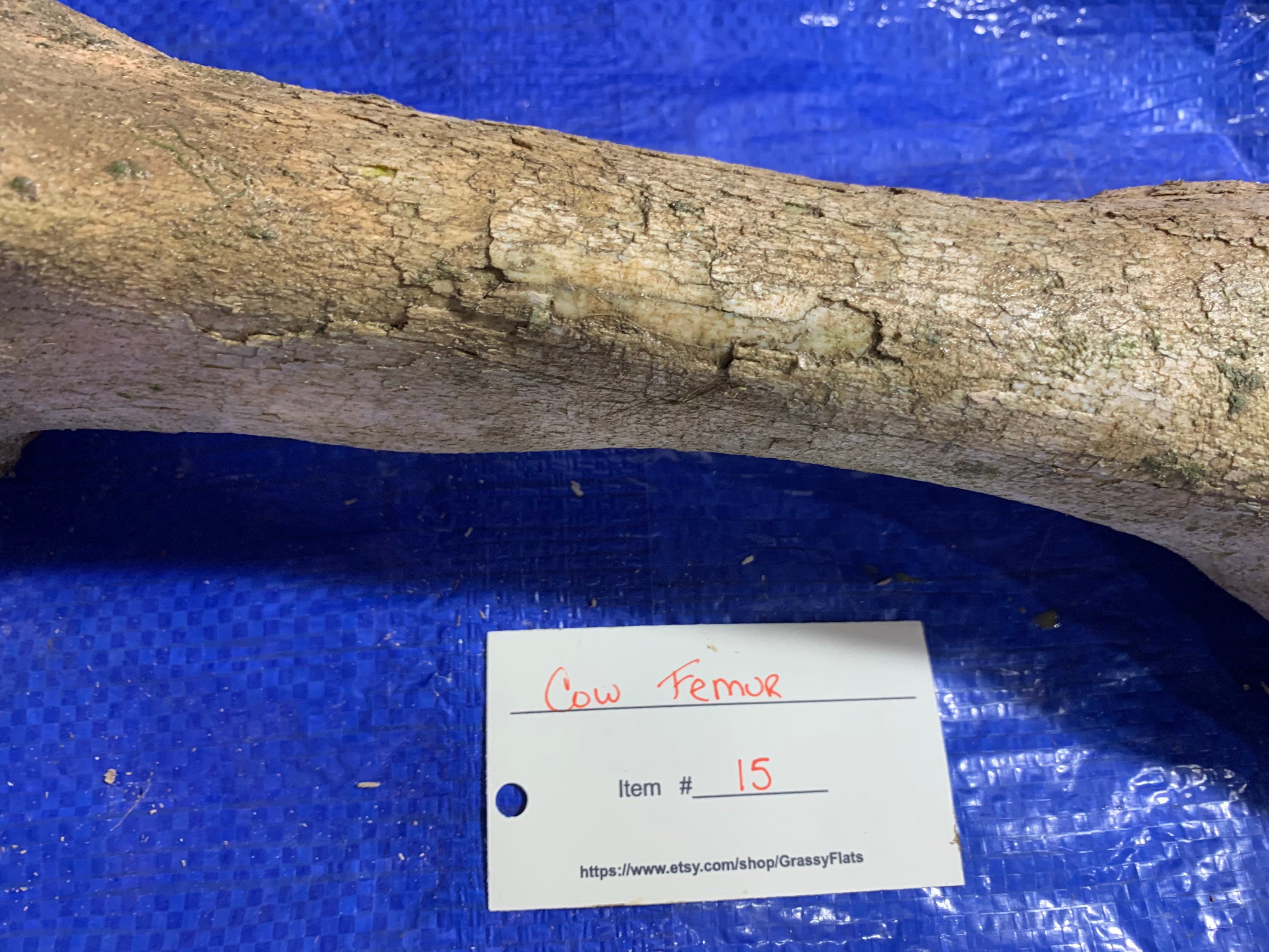 Angus Cow Femur - Etsy