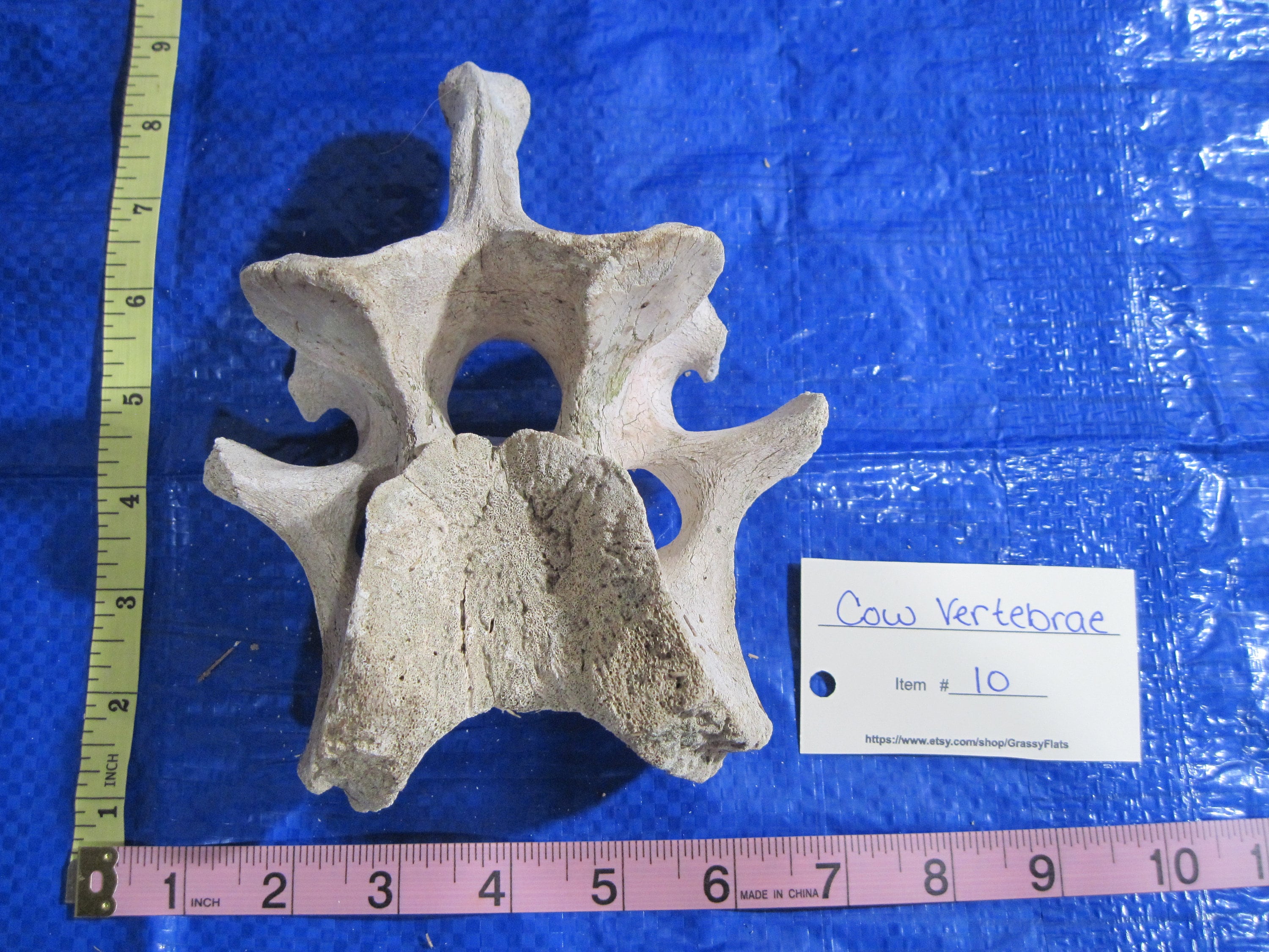 Montana Cow Vertebrae - Etsy