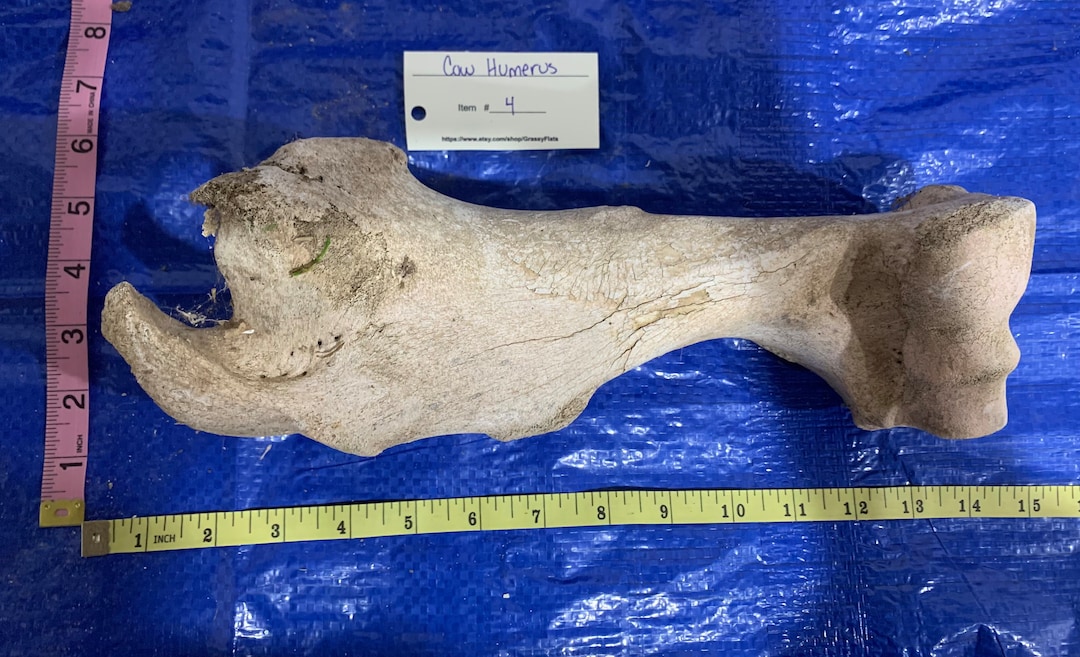Angus Cow Humerus - Etsy