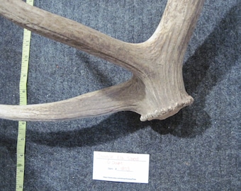 Tule Elk Antler / Elk Antler / Shed Antler / Natural Antler - Etsy