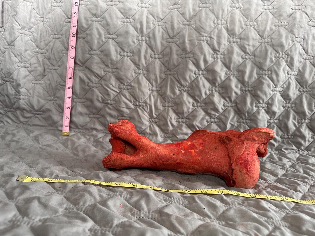 Dyed Bovine Angus Cow Humerus Red - Etsy
