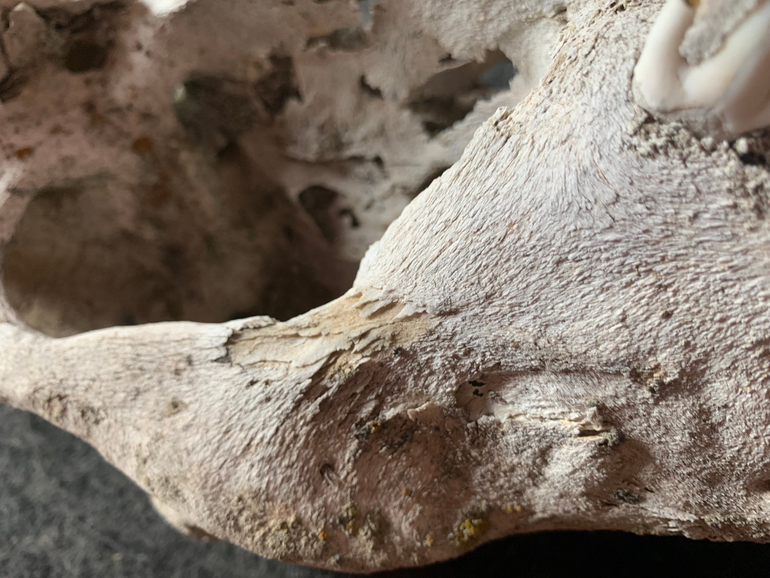 Angus Cattle Skull - Etsy