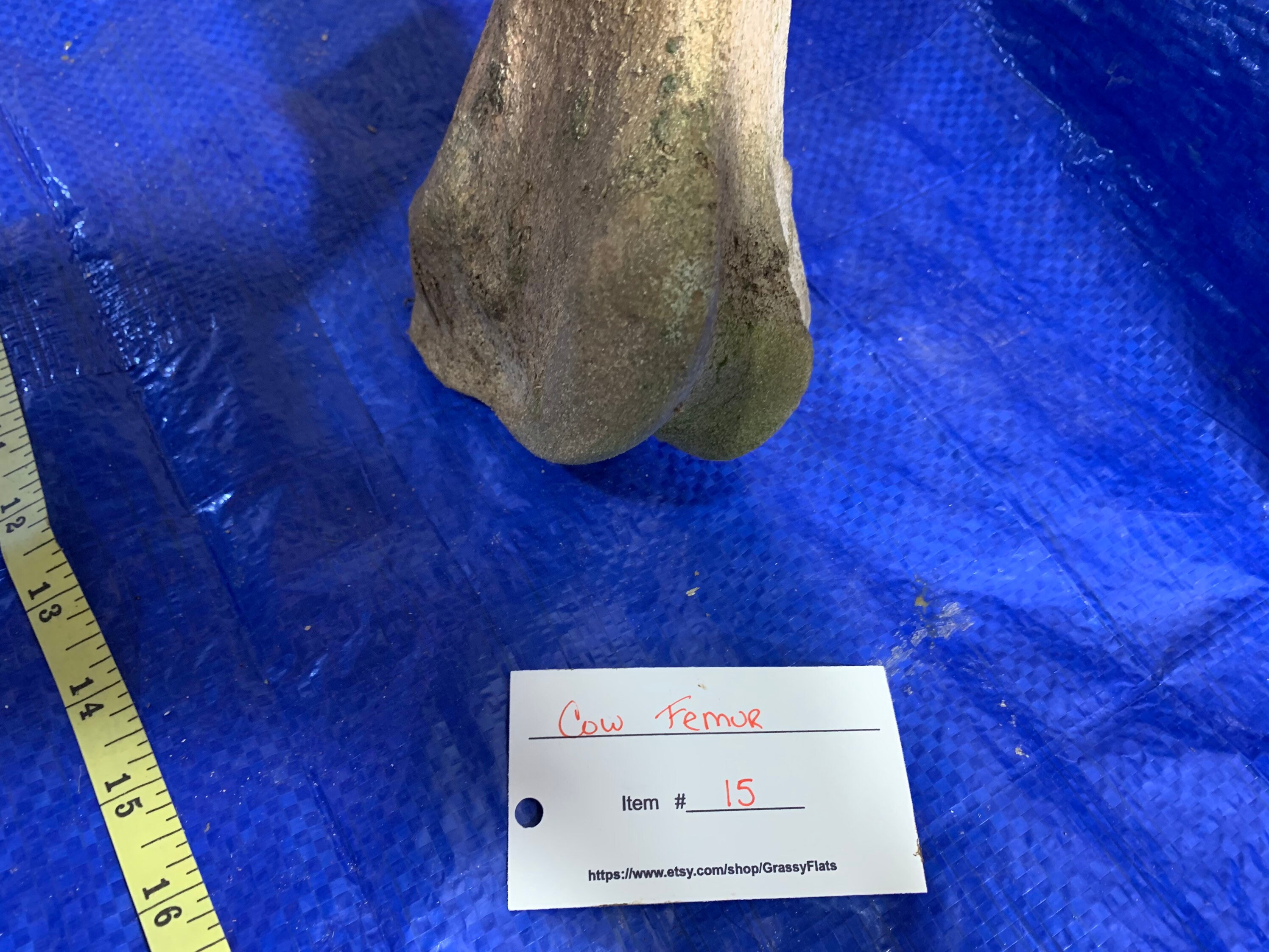 Angus Cow Femur - Etsy