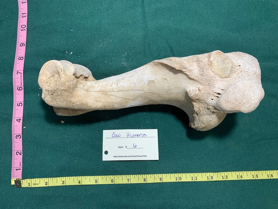 Bovine Cow Humerus - Etsy