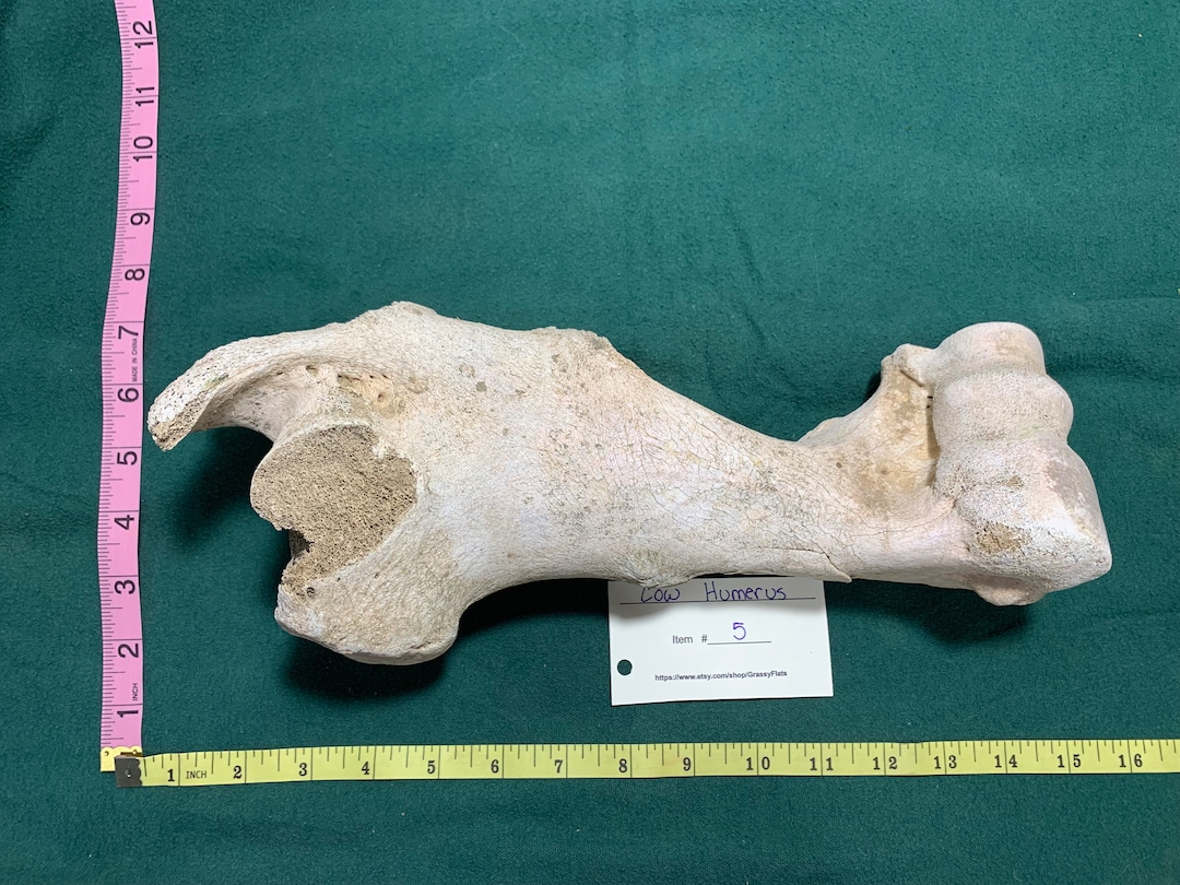 Bovine Cow Humerus - Etsy