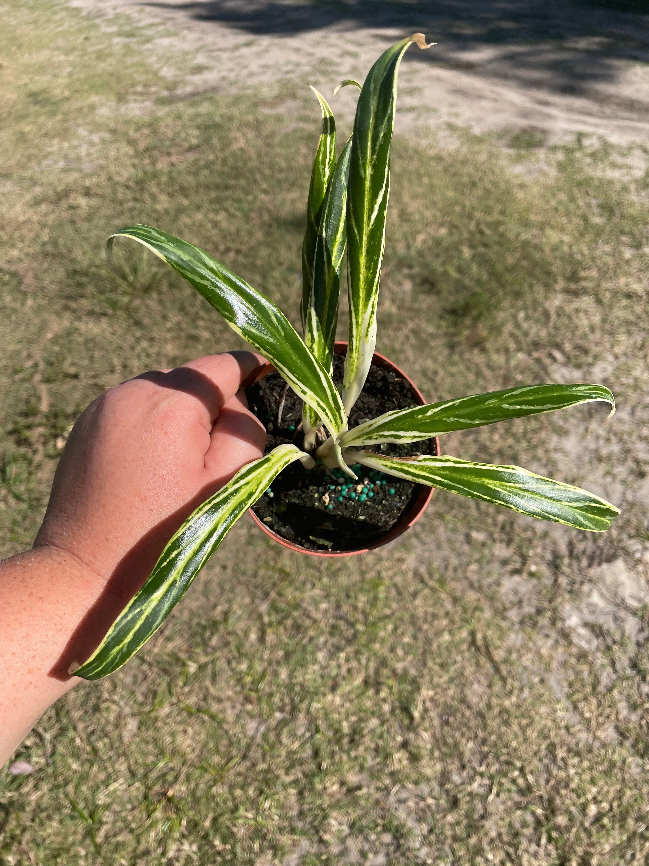 Aglaonema 'bamboo' Sp. Variegated Chinese Evergreen Live Indoor ...