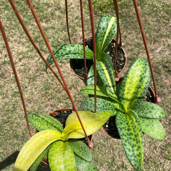 Episcia - Etsy