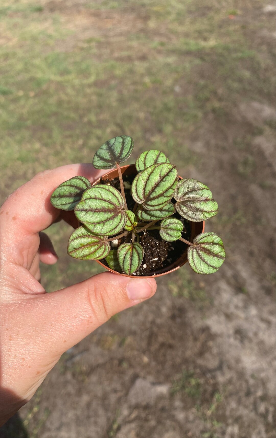 Peperomia Piccolo Banda 2 Inch Potted Plant - Etsy