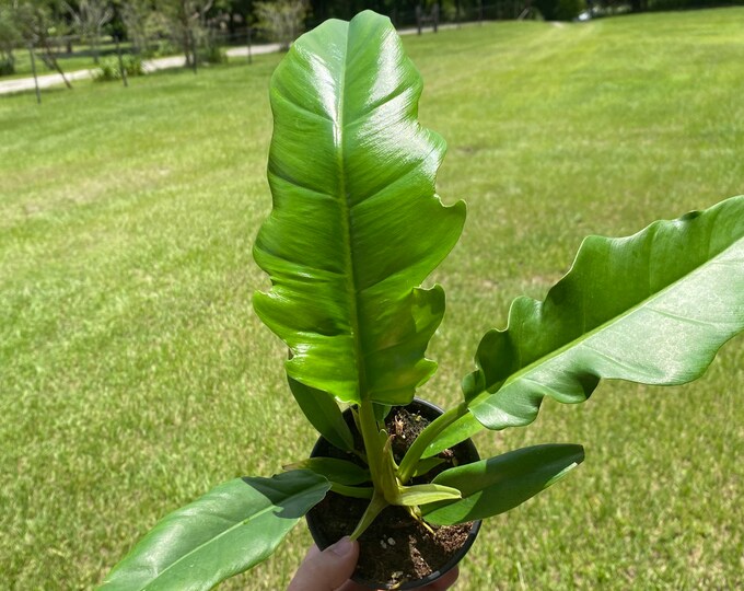 Philodendron Narrow Tiger Tooth/ Jungle Boogie Plant 4 Inch Pot - Etsy