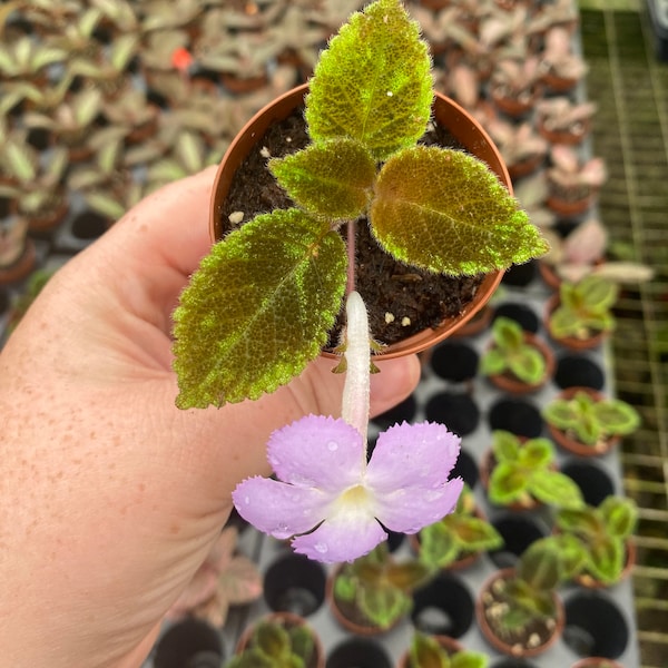 Episcia Emerald Velvet - Etsy