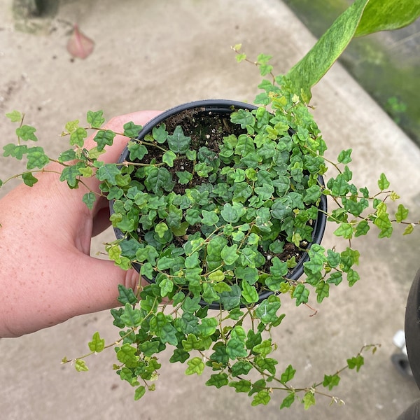 String of Frogs - Etsy