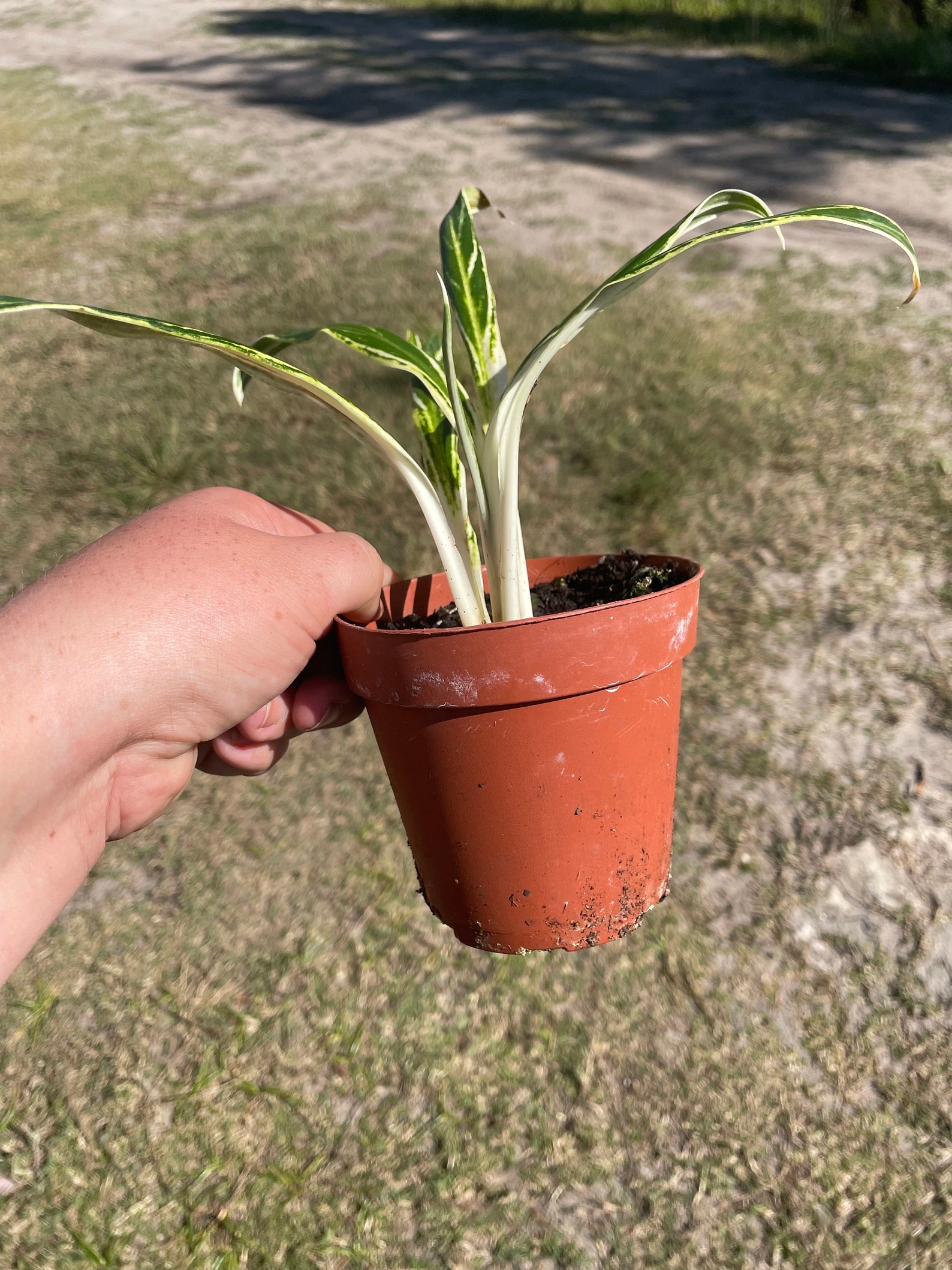 Aglaonema 'bamboo' Sp. Variegated Chinese Evergreen Live Indoor ...
