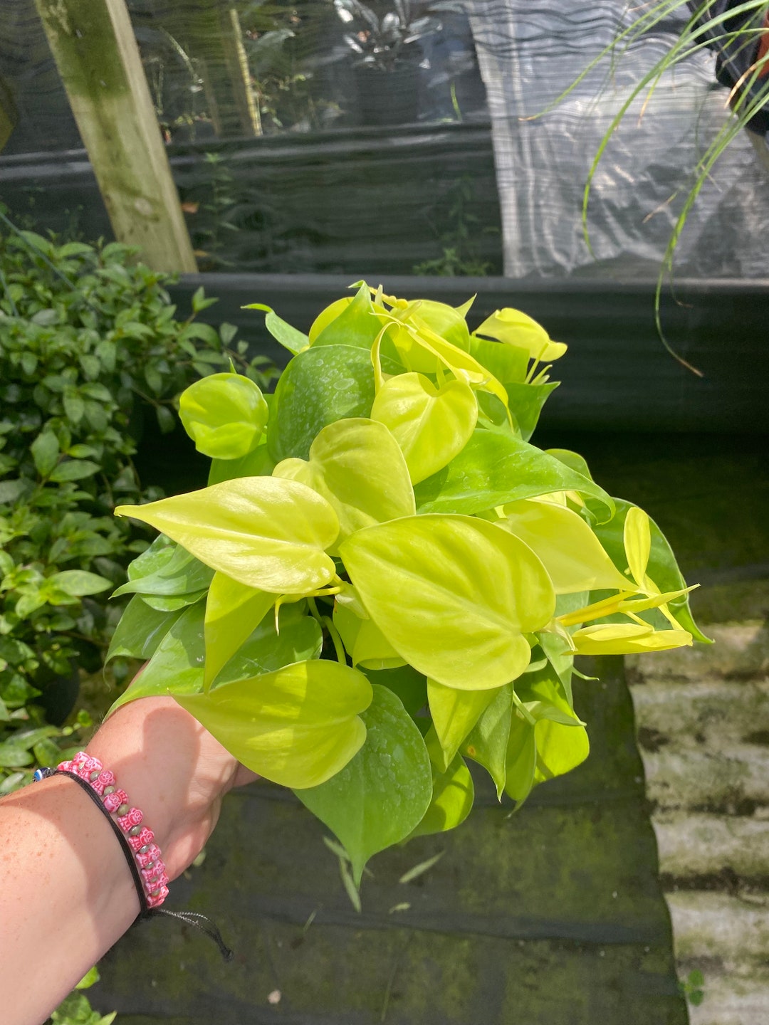 Lemom Lime Heart Leaf 6 Philodendron Vining Plants Fast Growing Easy ...