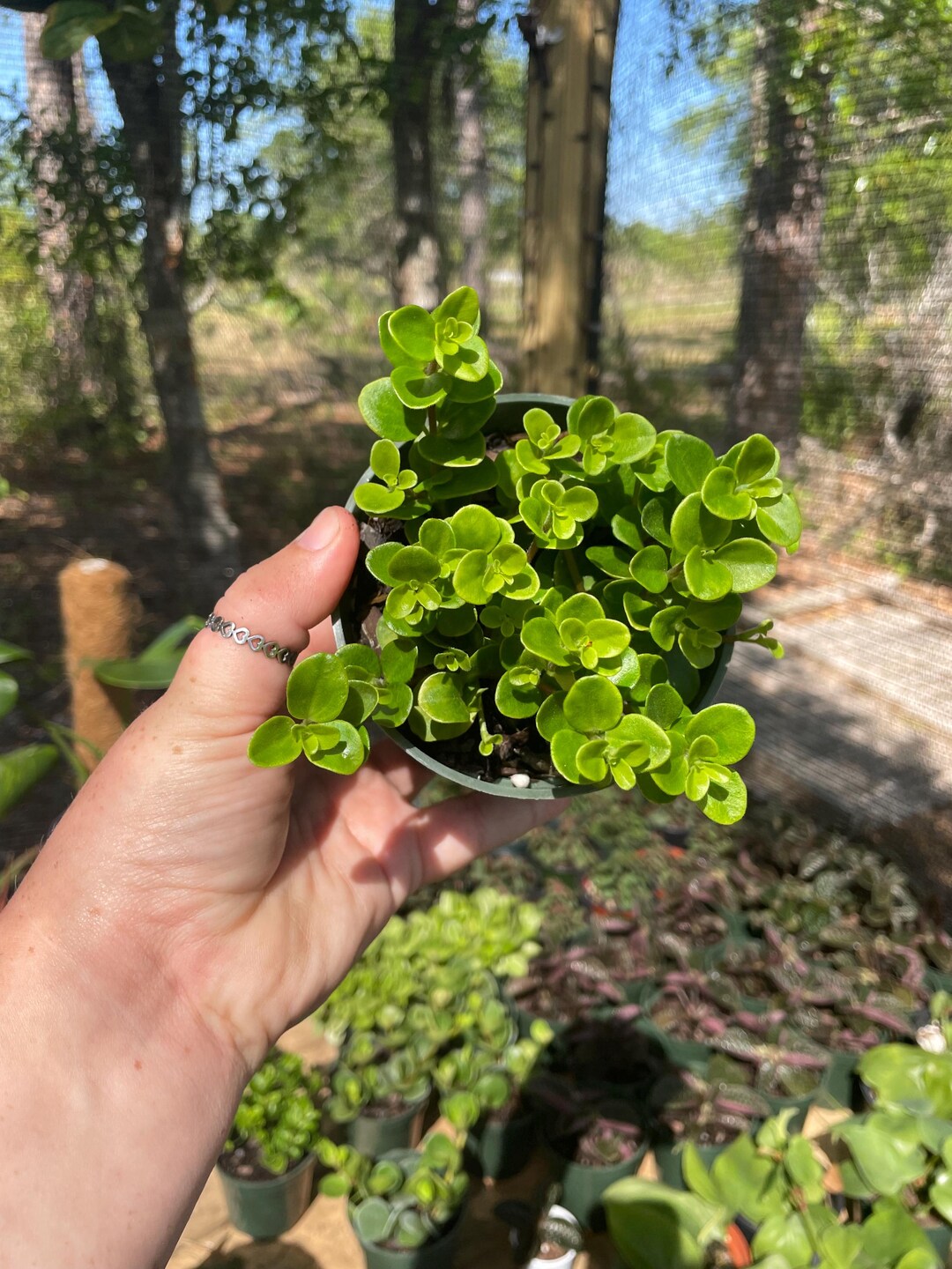 Peperomia Jitterbug 4” - Etsy