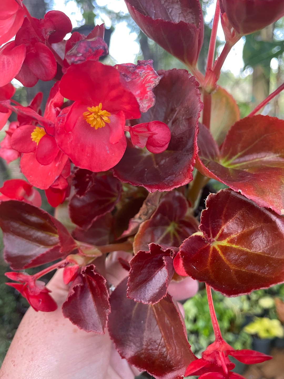 Begonia Viking Red Flowering Begonia - Deep Red - Beautiful Pop of ...
