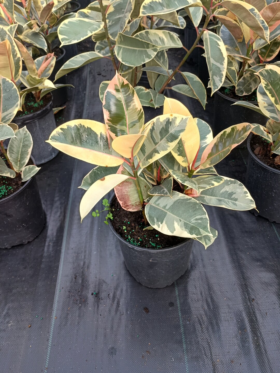 8 Ficus Elastica Tenike Rubber Tree - Etsy