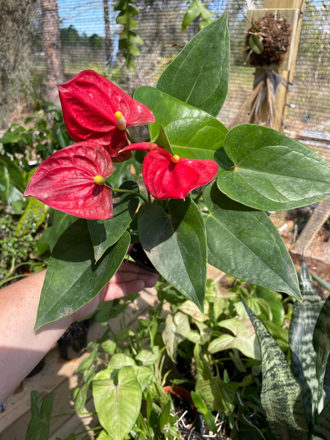 Anthurium Jambo Red Blooming 4” Pot - Etsy