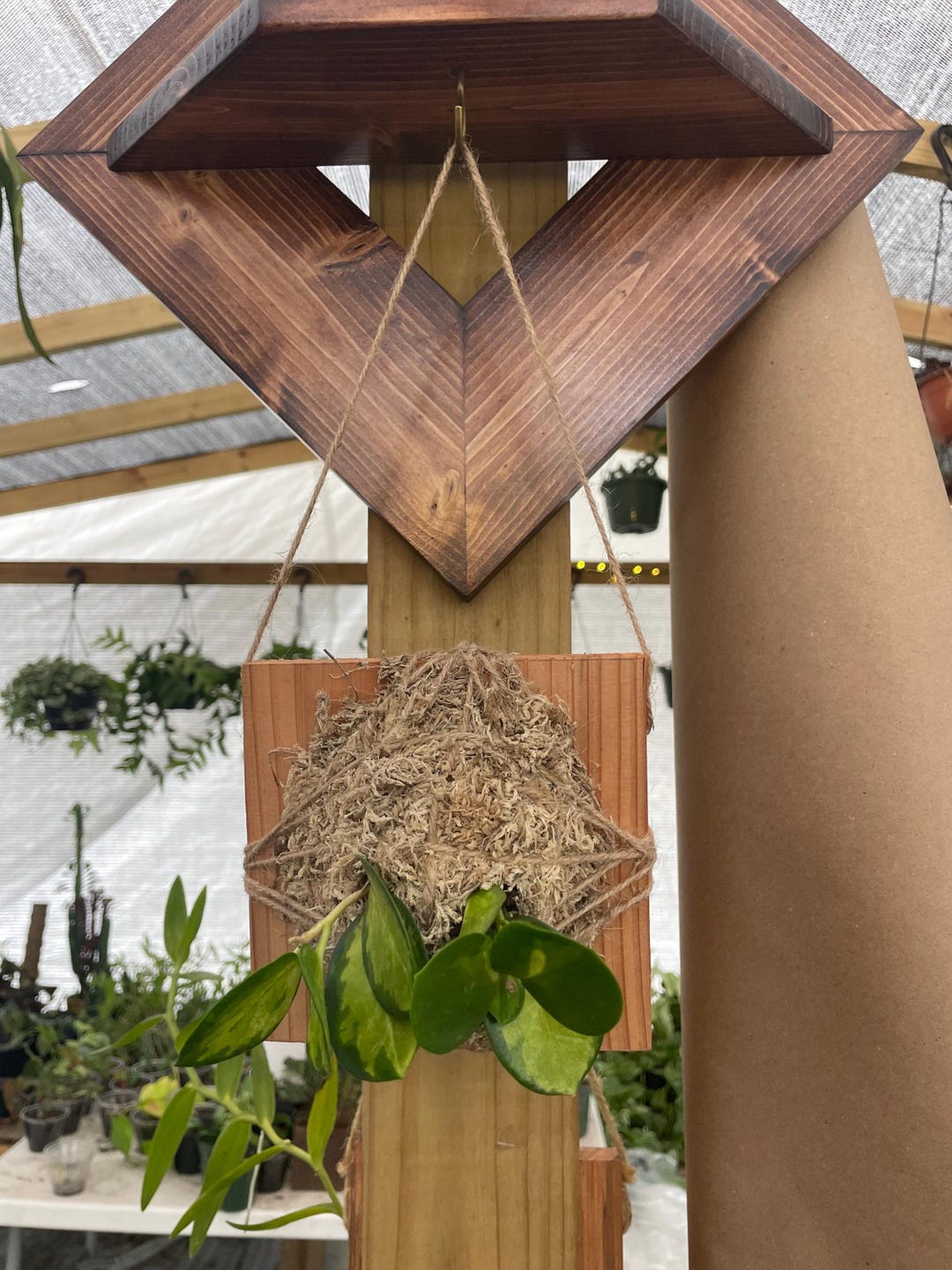 Hoya Australis Lisa Cedar Plank Mounted Hoya - Live Plant - Indoor ...