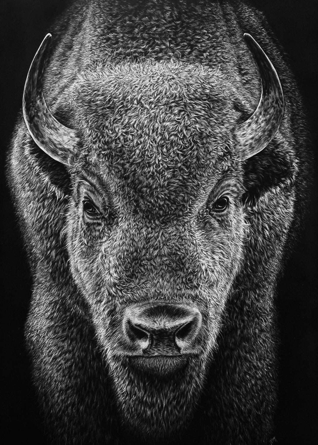 Fearless American Bison, Buffalo Fine Art Prints of the Original Hand ...