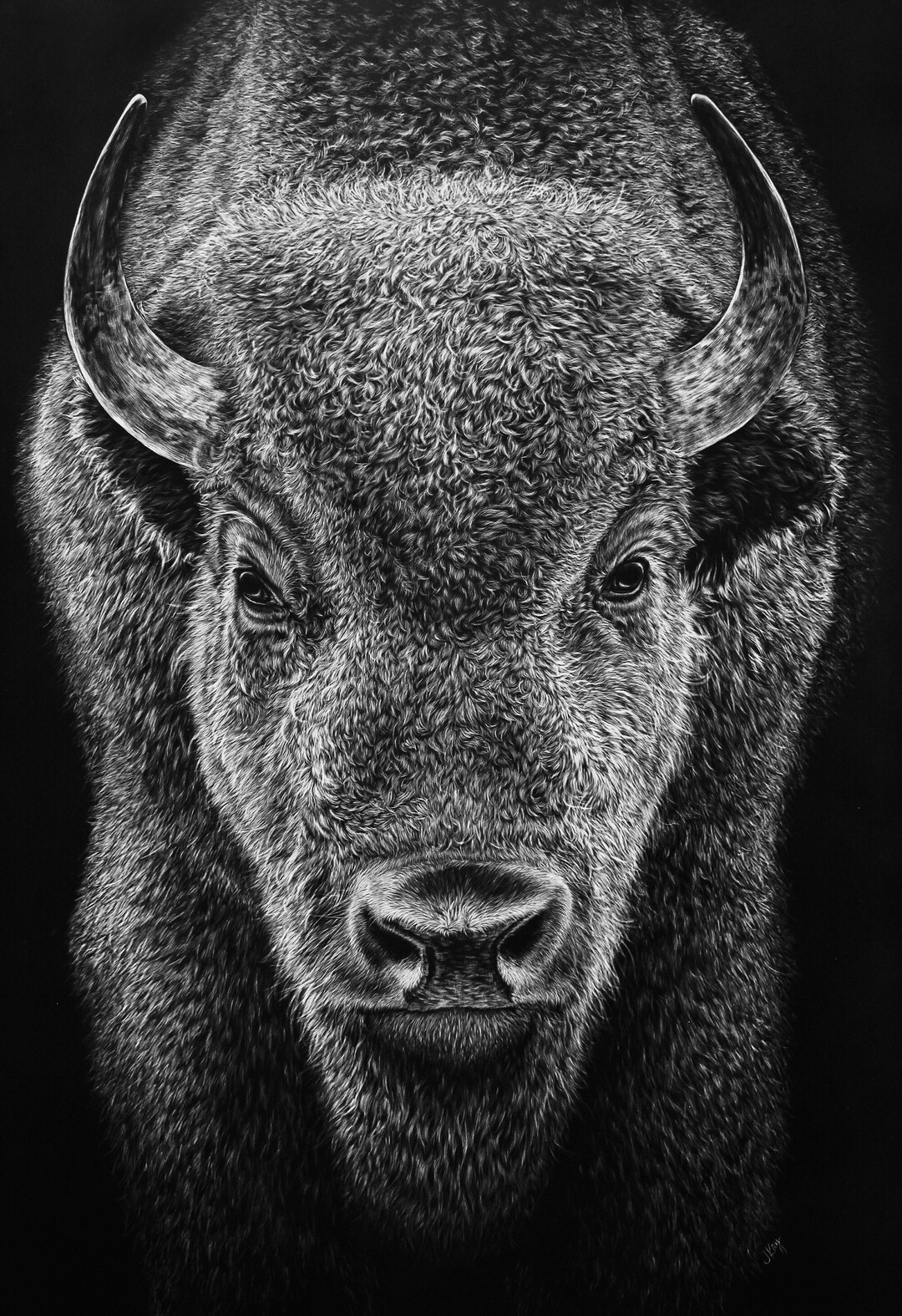 Fearless | American Bison, Buffalo; Luxury 24x36" Metal Print of ...