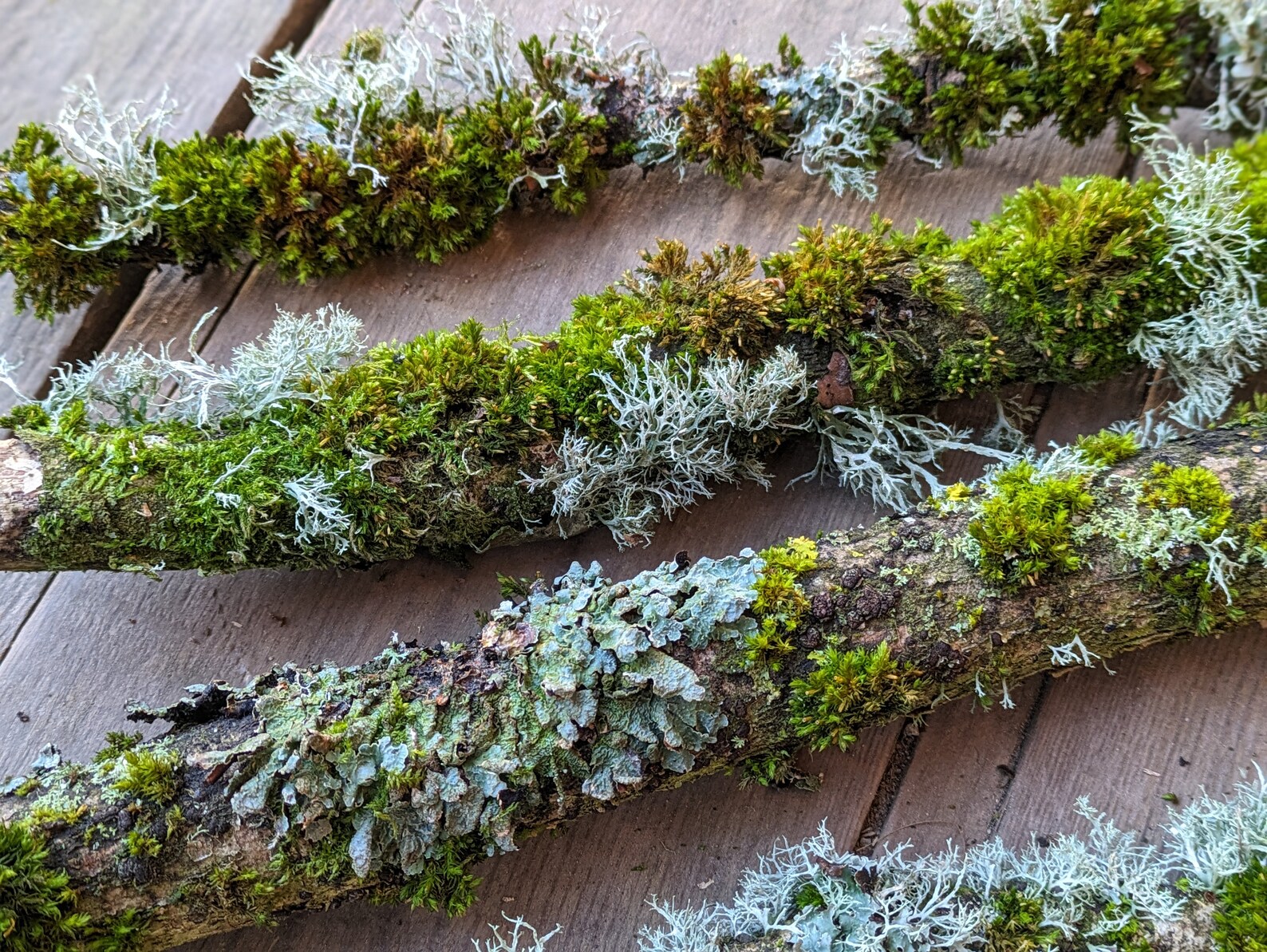 Living Green Moss and Lichens Sticks, Twigs Branches With Moss and ...