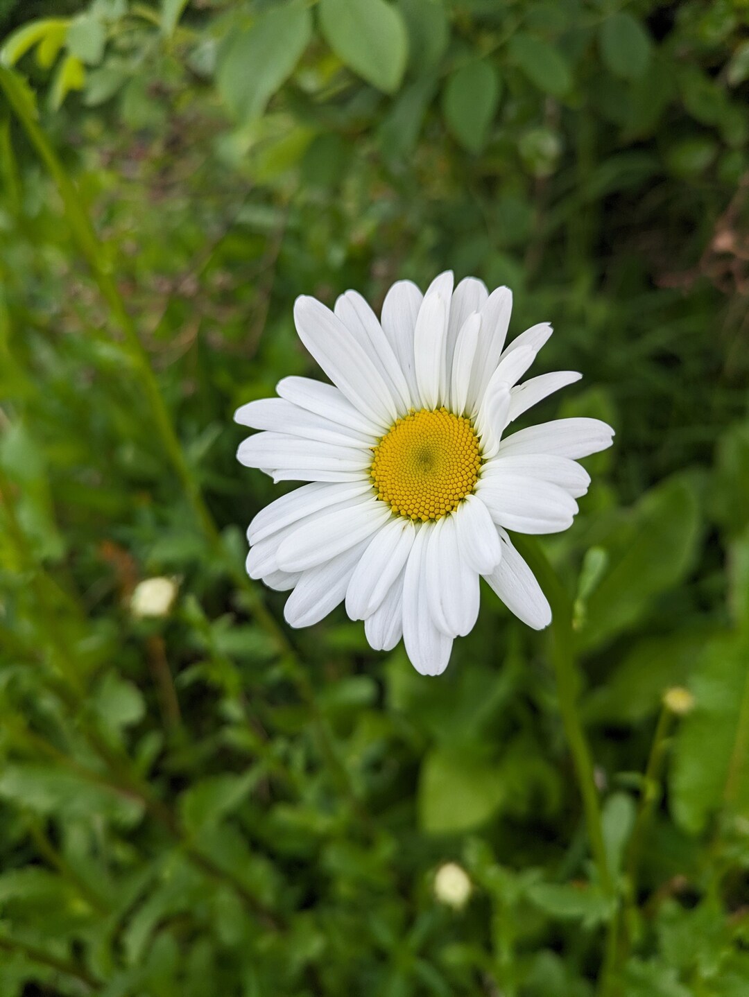 6 X Ox Eye Daisy Bareroot Plant, Leucanthemum Vulgare, Perennial ...