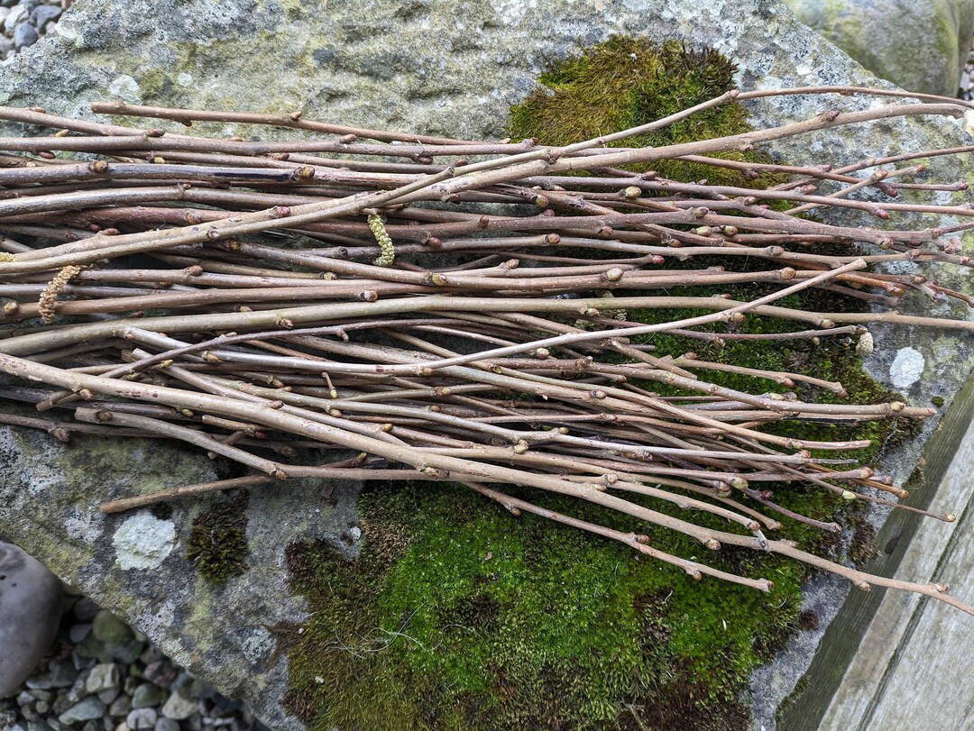 Natural Hazel Whips, Thin Hazel Wood Sticks, Natural Crafts, Floristry ...