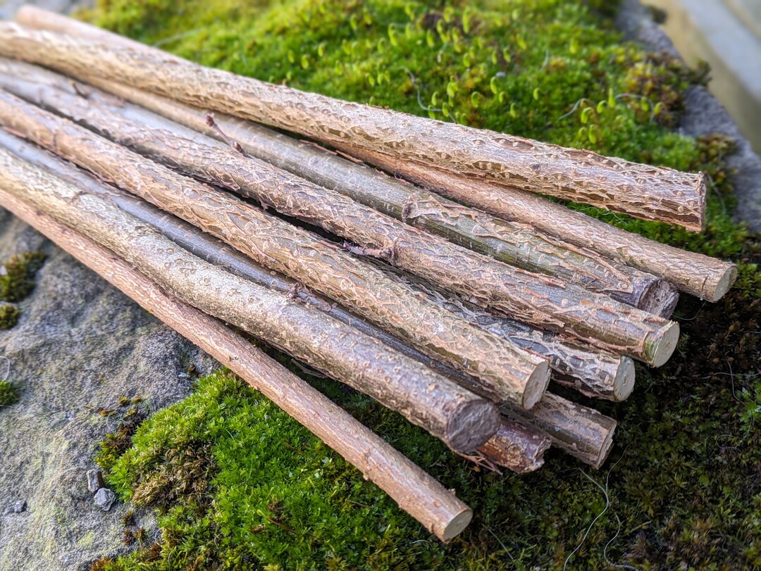 Fresh Natural Hazel Sticks for Crafts, Hazel Wood Twigs, 20 X 40 Cm ...