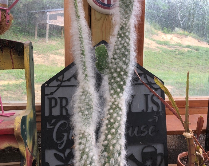 Angel Hair Cactus, Large Cactus, Cacti, Drought Tolerant, Cold Tolerant ...