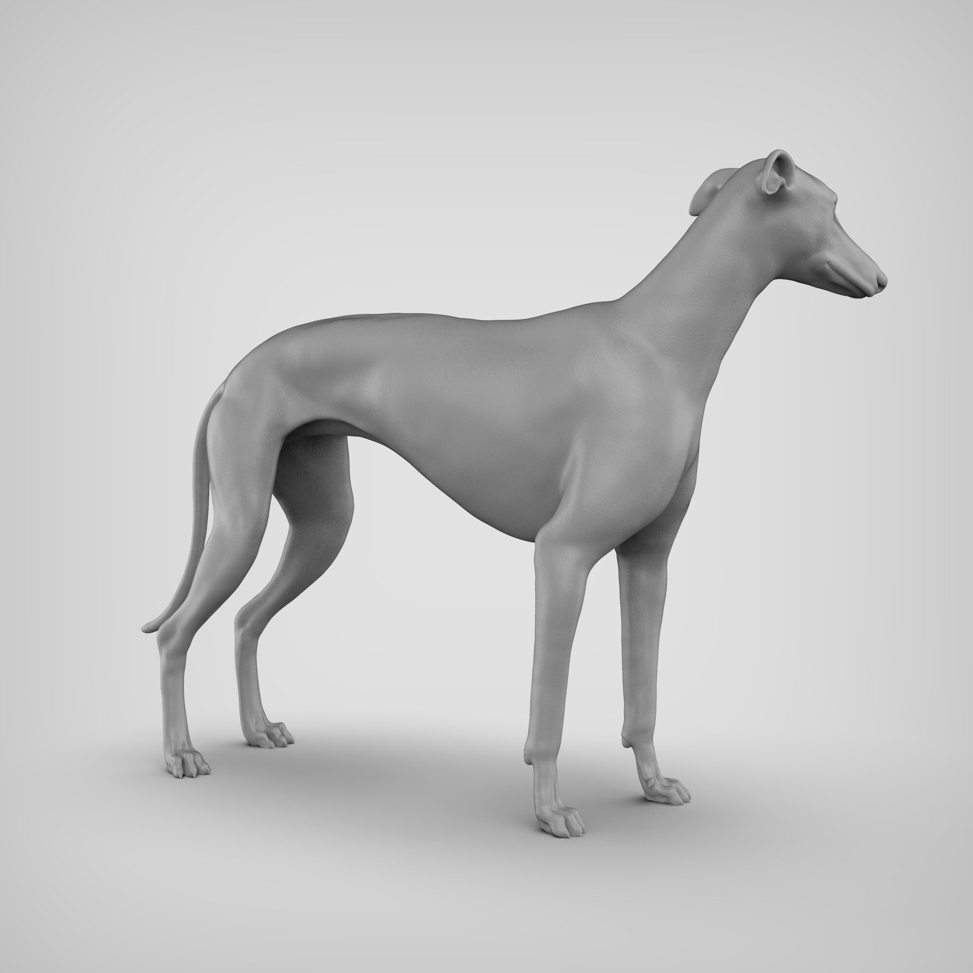Greyhound STL File 3D Print Model Pose 01 - Etsy