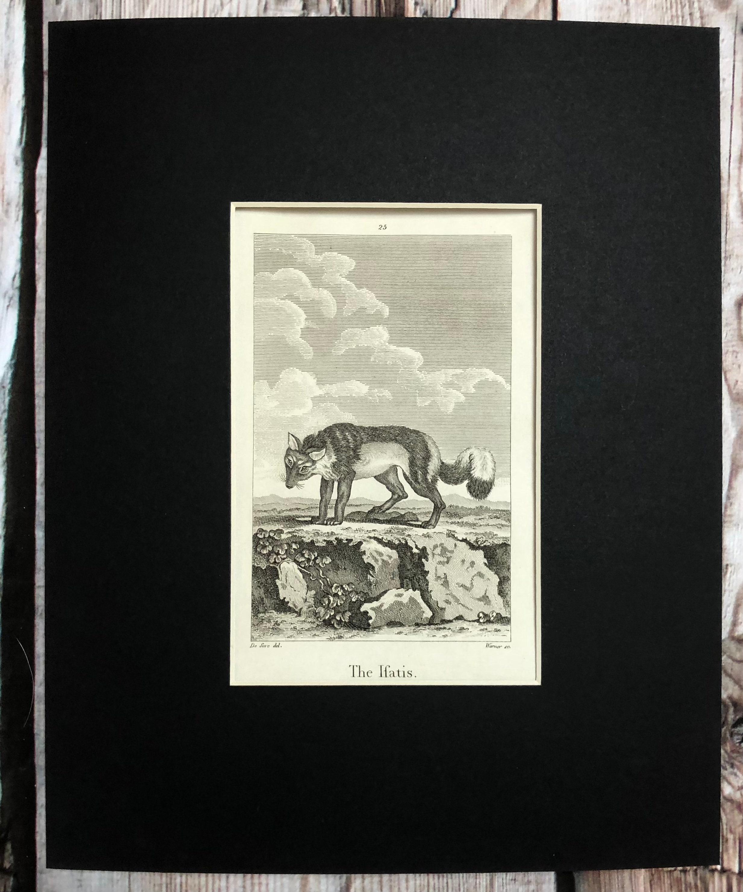 Antique Animal Prints by Buffon - Etsy