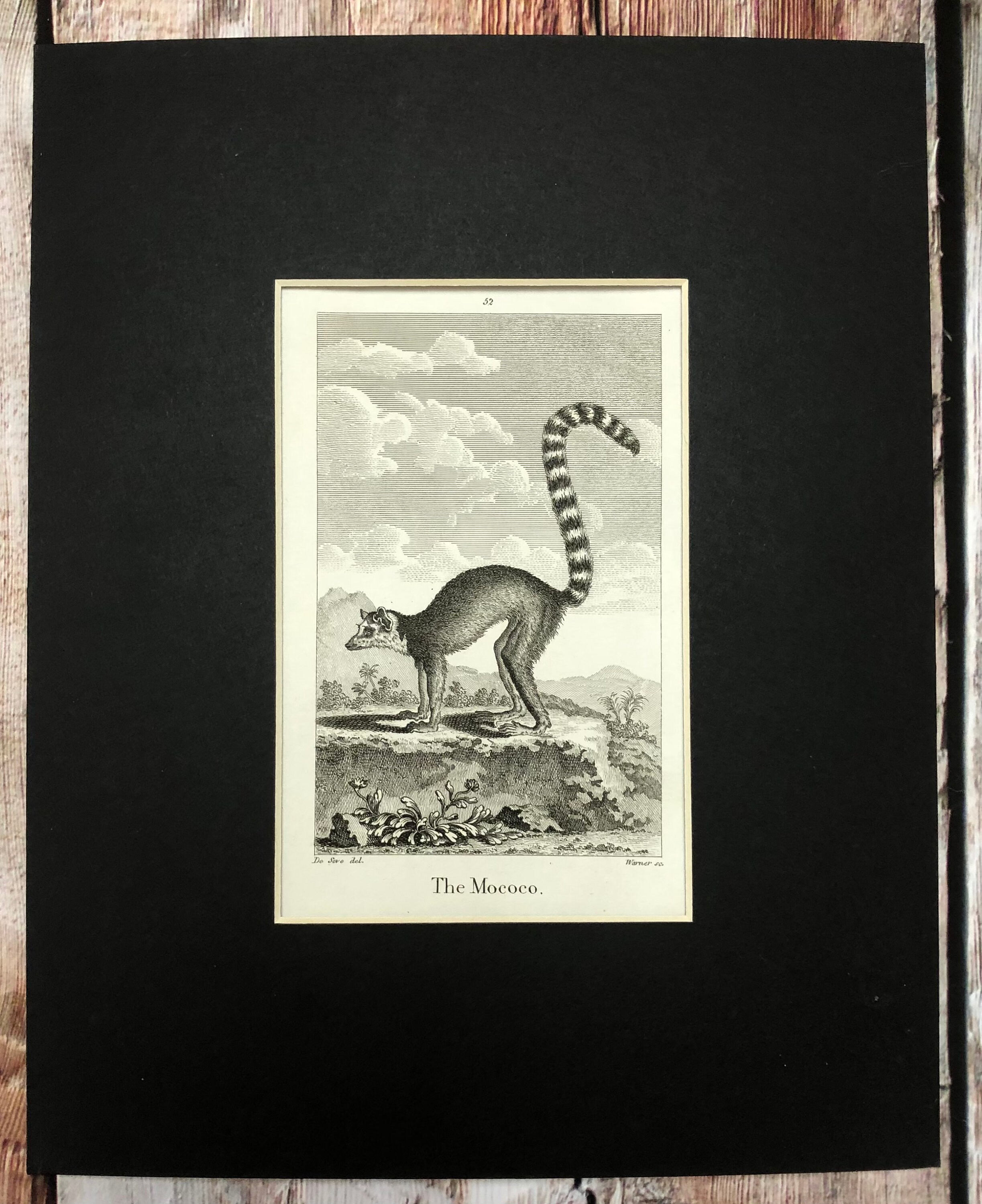 Antique Animal Prints by Buffon - Etsy