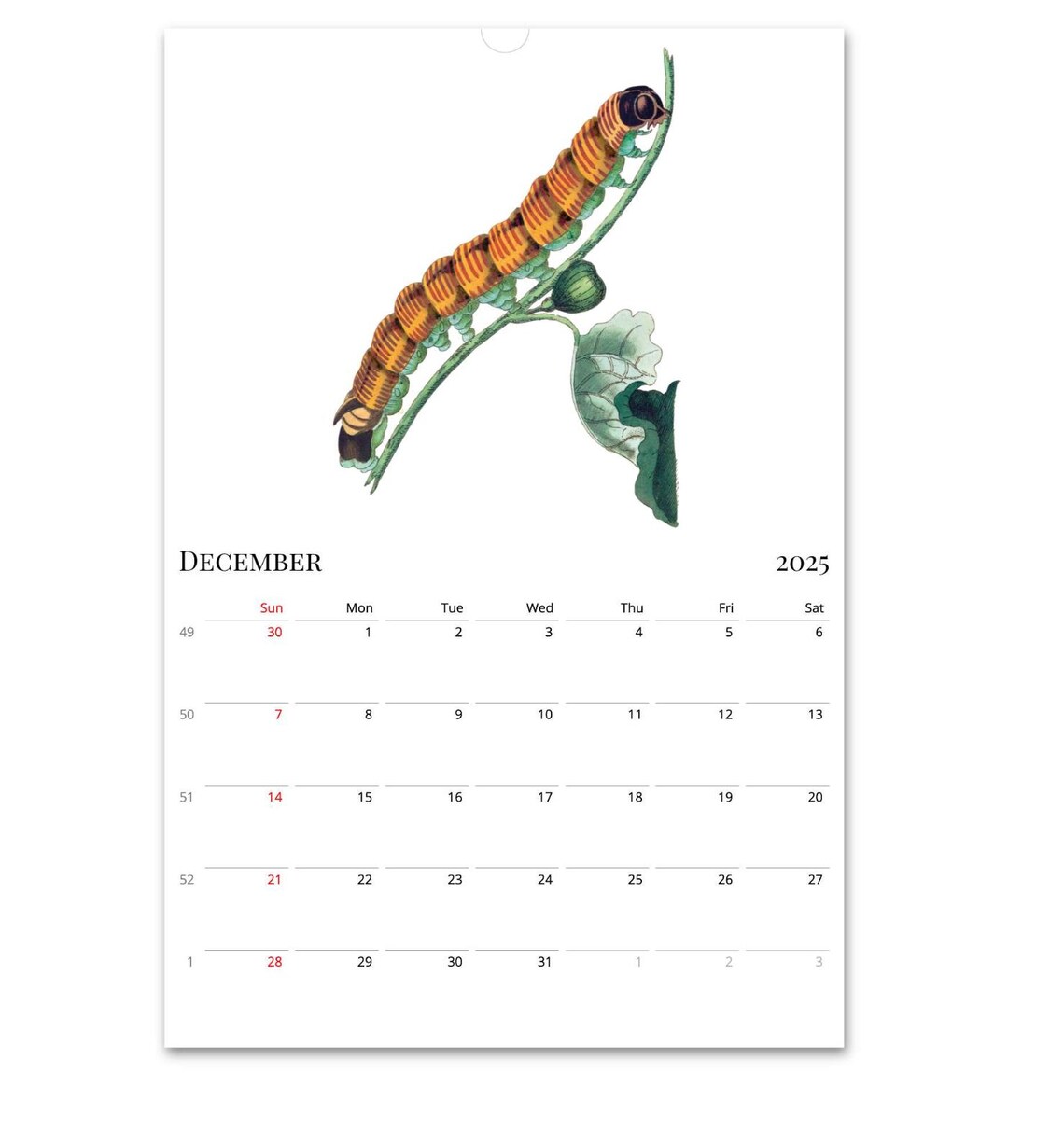 2026 2027 Wall Calendar, Insect Calendar, Bugs Calendar, Entomology ...