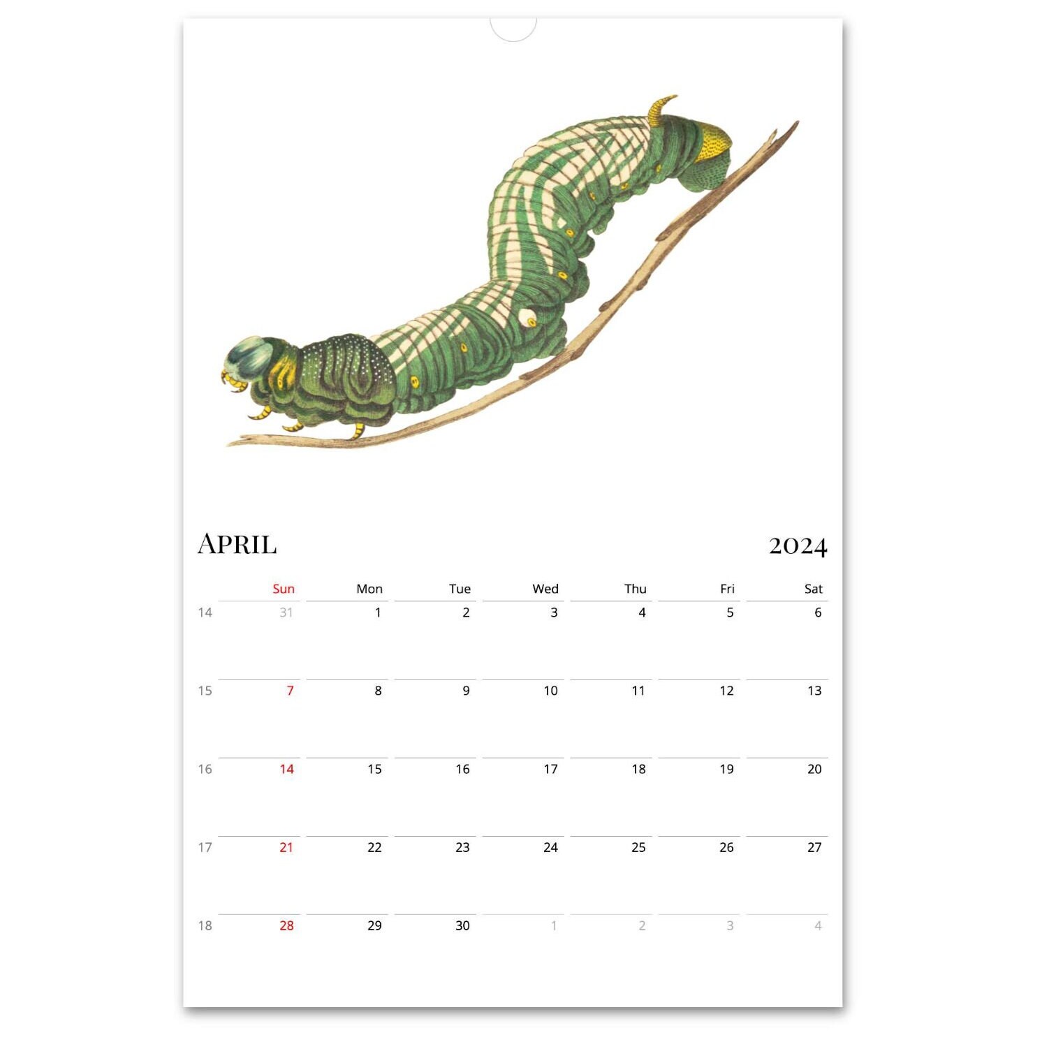 2024 Calendar, Insect Wall Calendar, Mid Year Calendar, Bugs Calendar ...