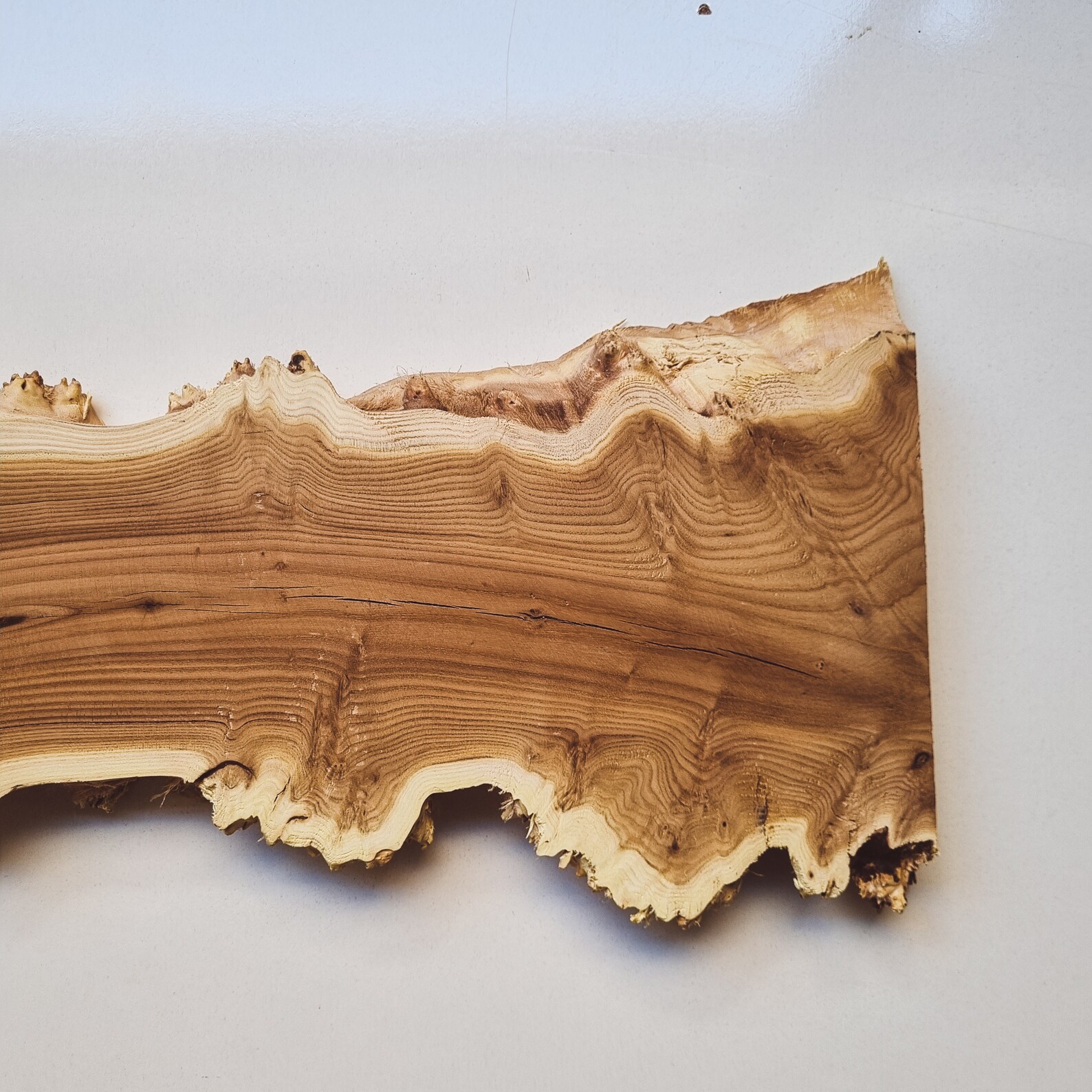 Silverberry Burl Set, Silverberry Tree Slice, Round Reclaimed Unique ...