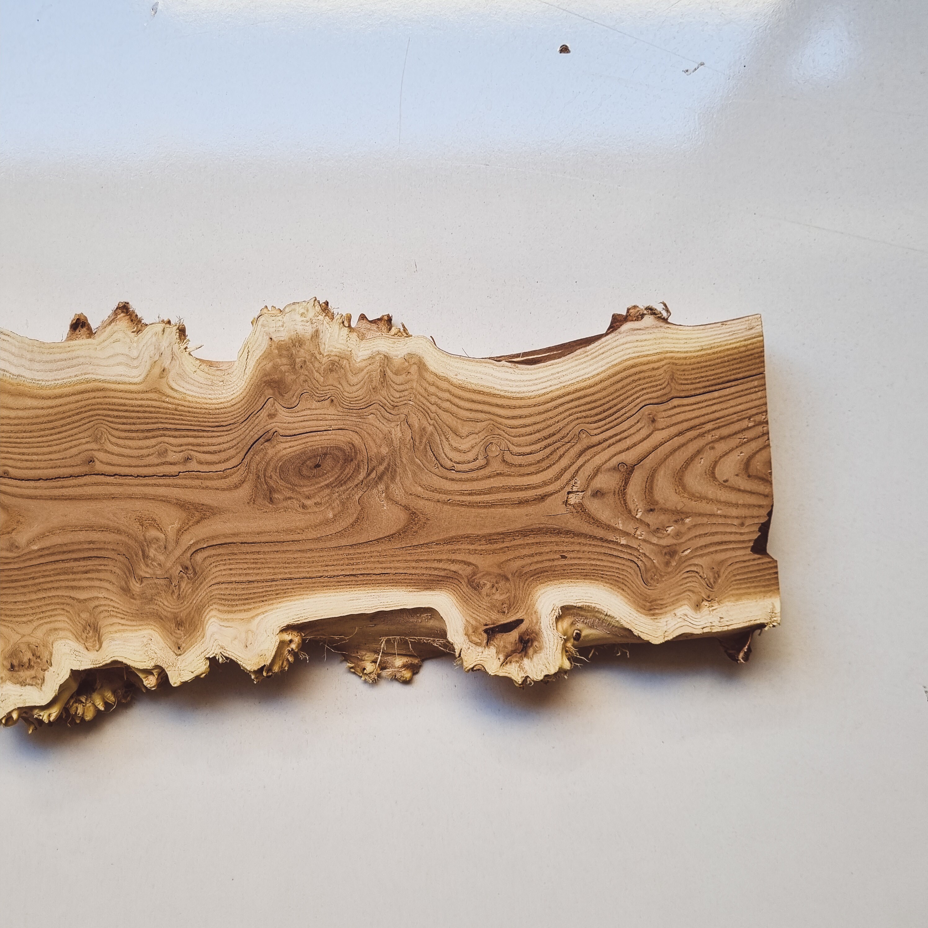 Silverberry Burl Set, Silverberry Tree Slice, Round Reclaimed Unique ...