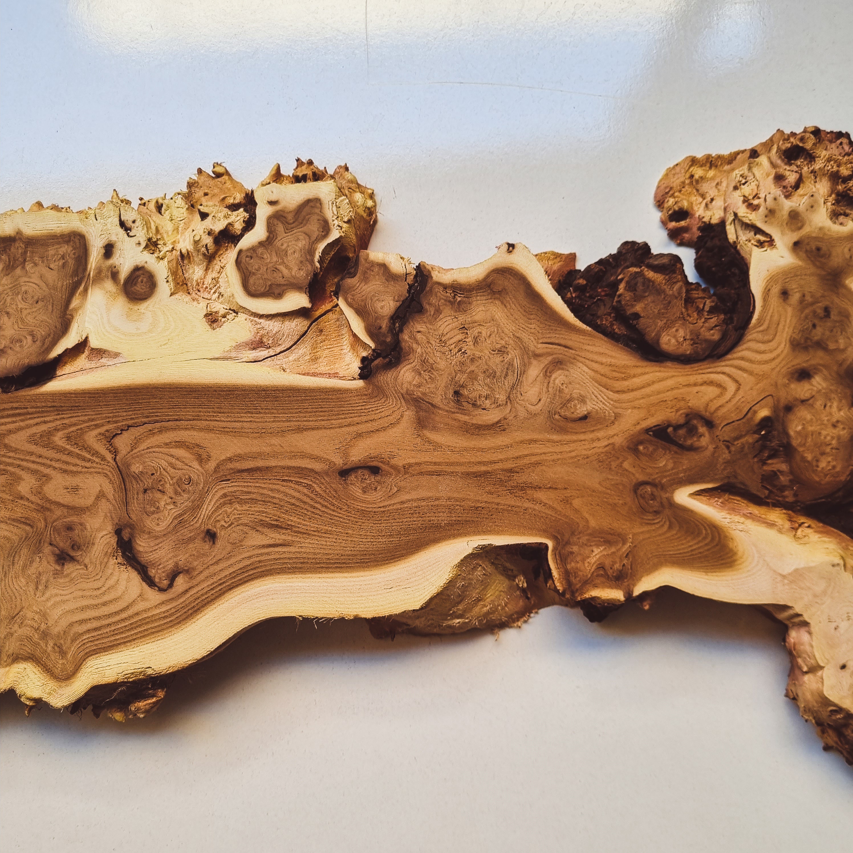 Silverberry Tree Wood Slab Raw Edge Wood Slab Wood Slab - Etsy Canada