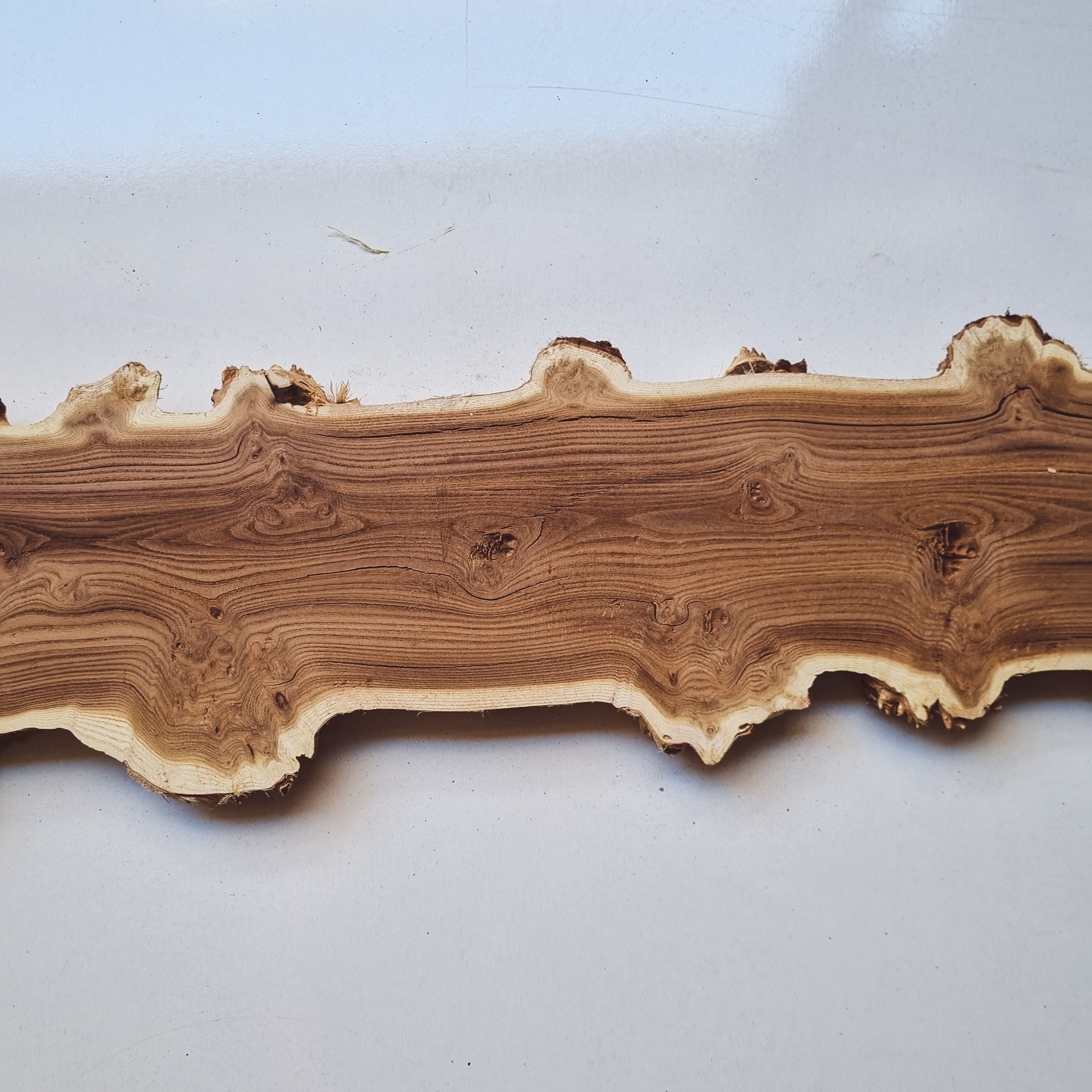 Silverberry Tree Wood Slab Raw Edge Wood Slab Wood Slab Live Edge Slab ...