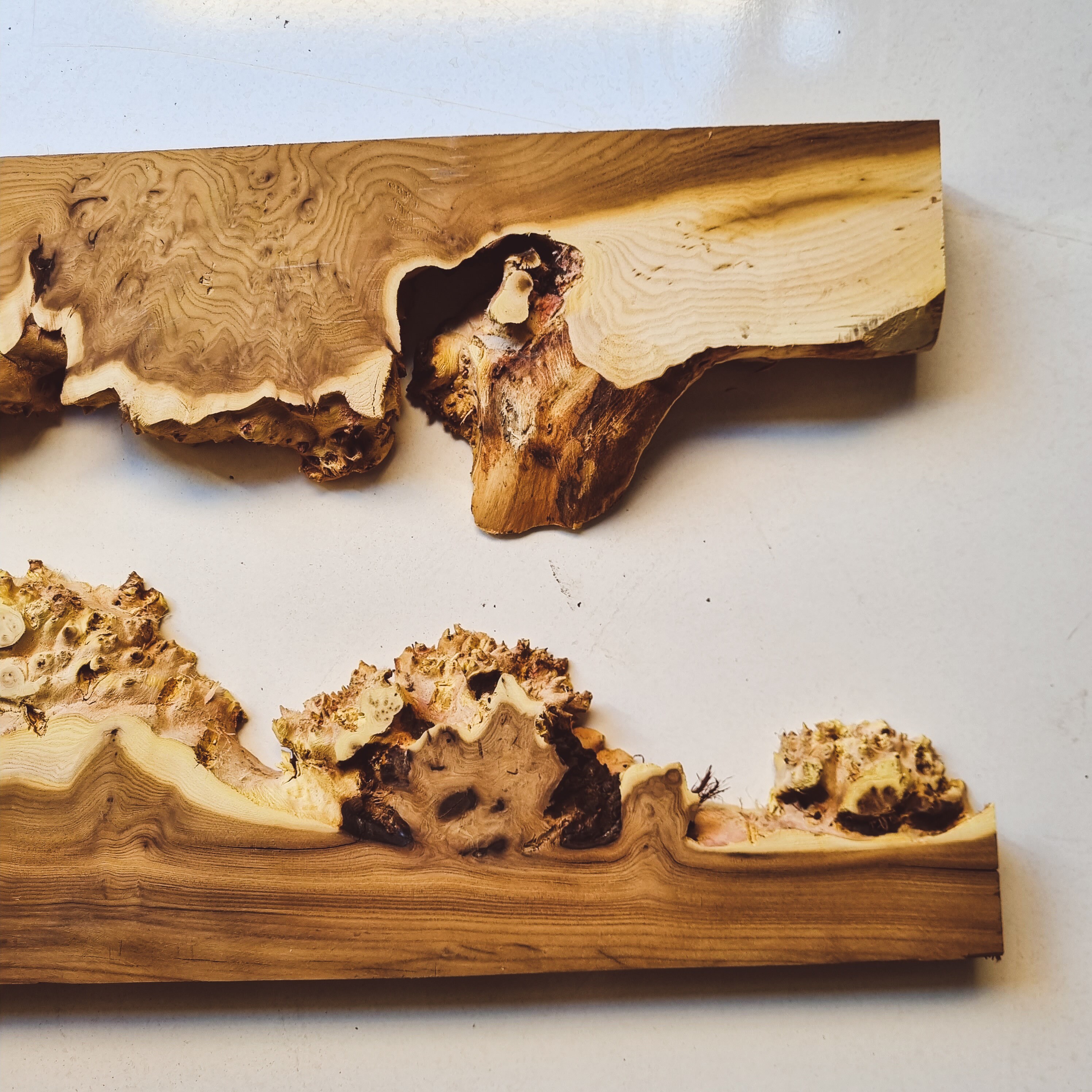 Silverberry Burl Set, Silverberry Tree Slice, Round Reclaimed Unique ...
