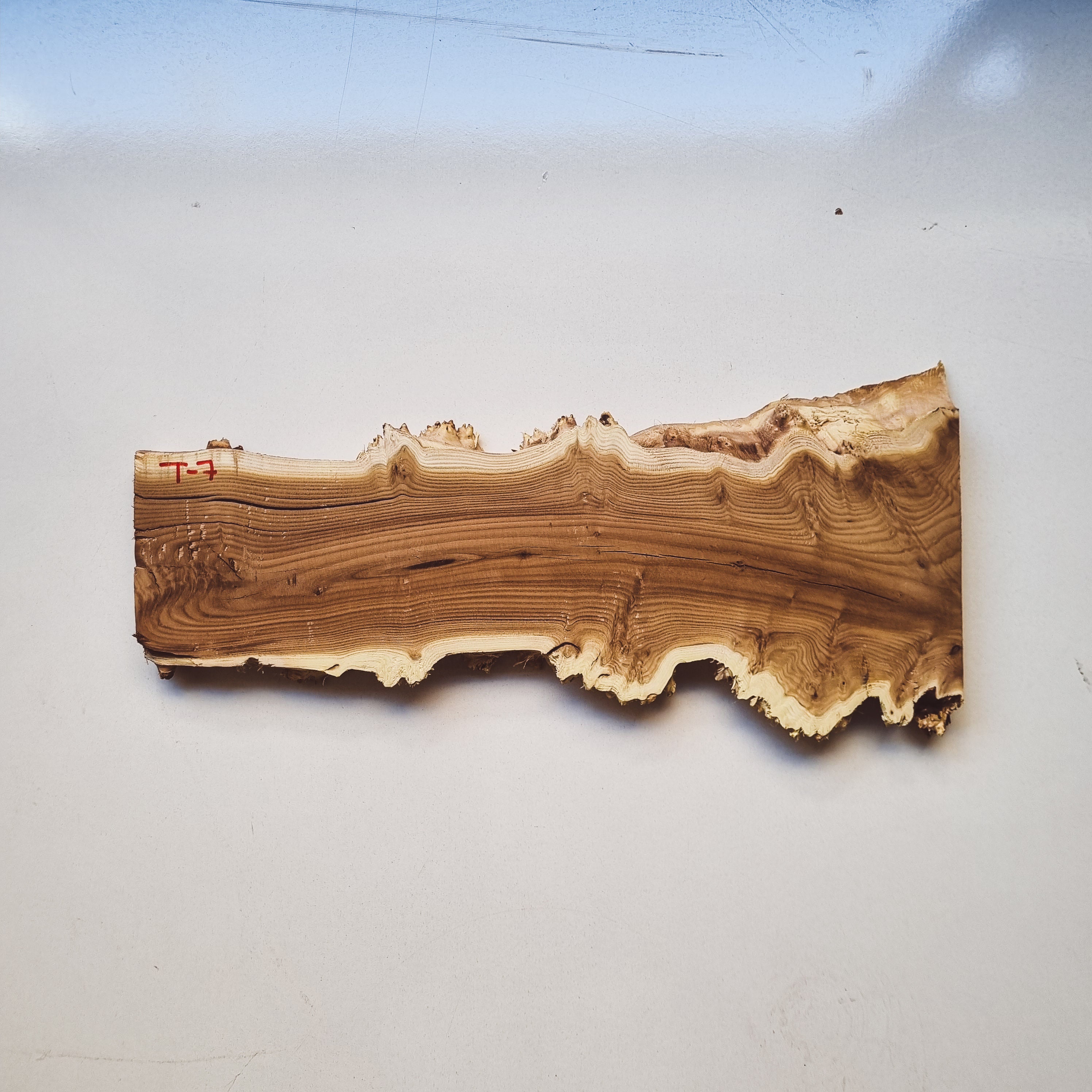 Silverberry Burl Set, Silverberry Tree Slice, Round Reclaimed Unique ...