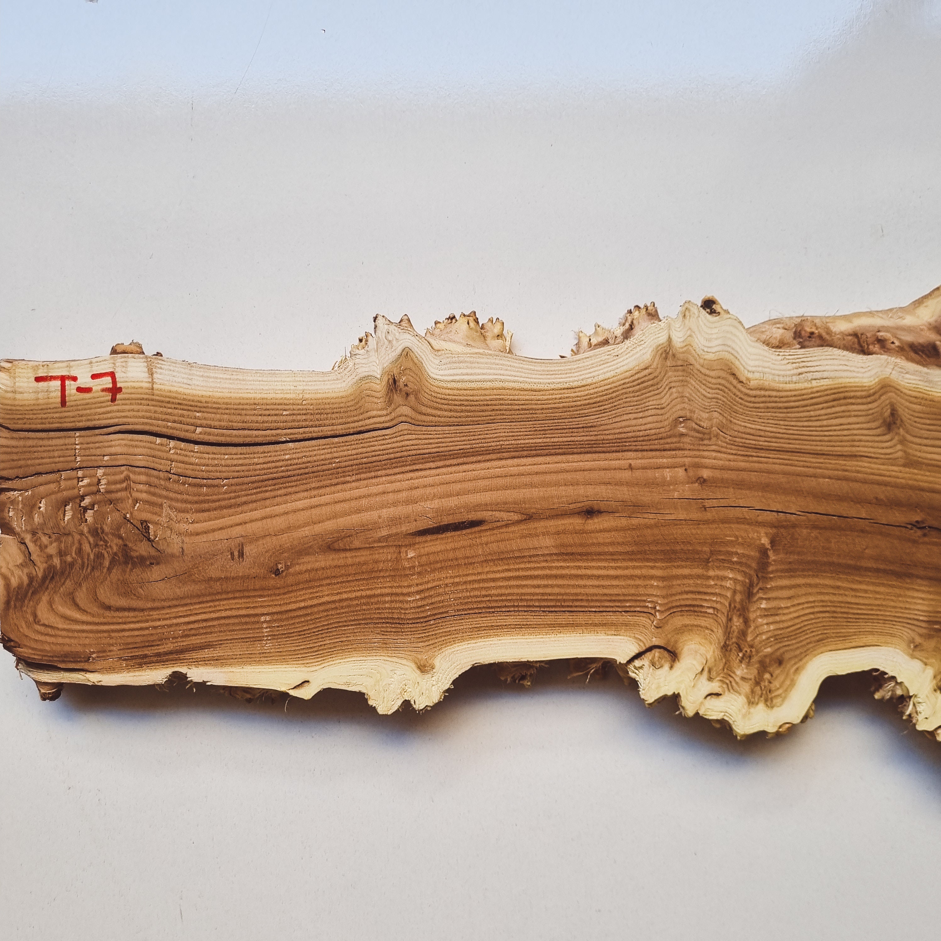 Silverberry Burl Set, Silverberry Tree Slice, Round Reclaimed Unique ...