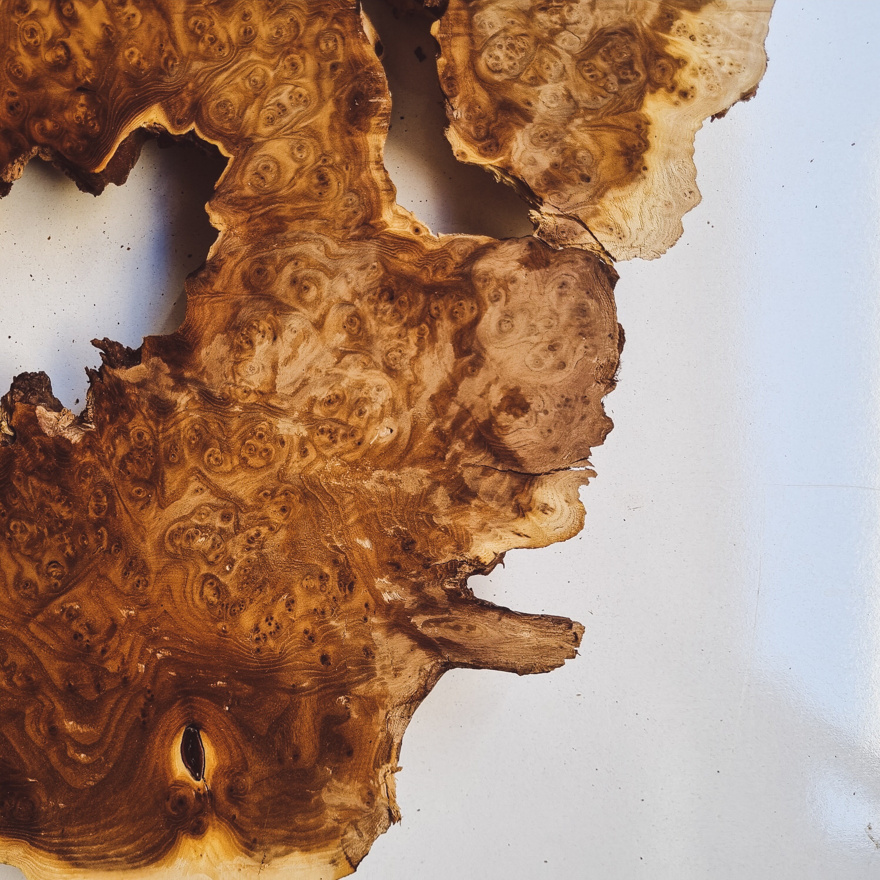 Silverberry Burl Wood, Silverberry Slab Cap, Live Edge Wood, Dried Burl ...