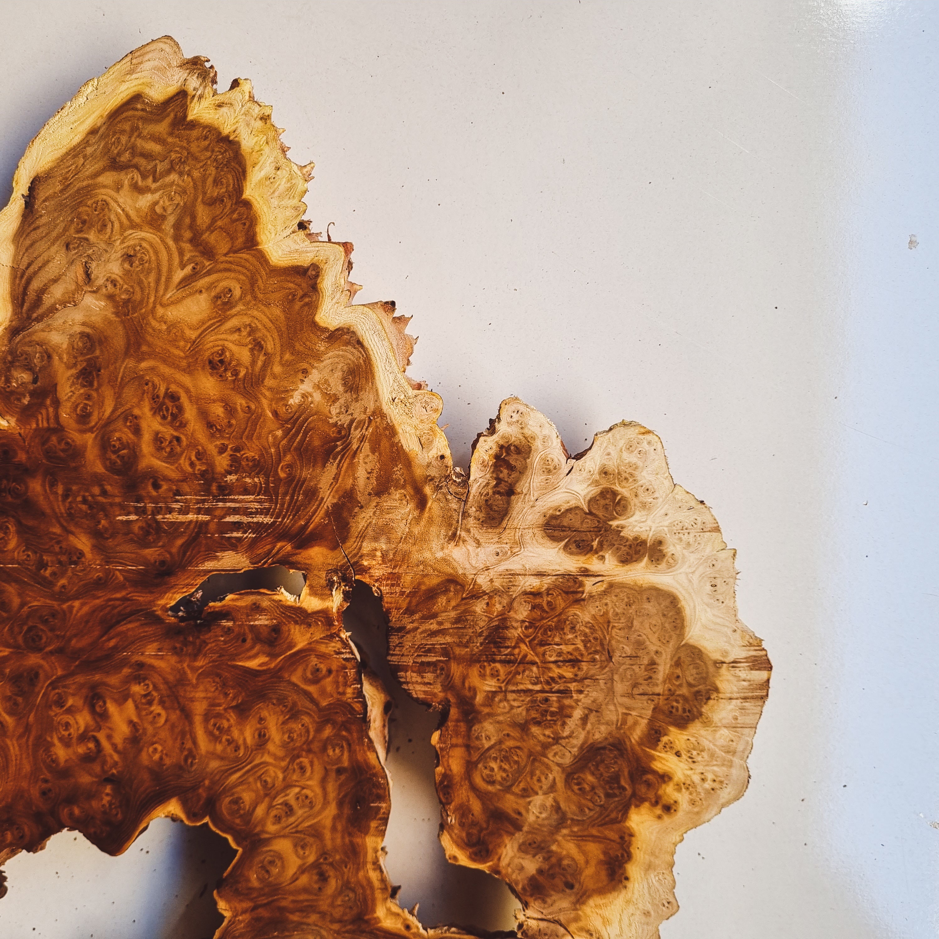 Silverberry Burl Wood, Silverberry Slab Cap, Live Edge Wood, Dried Burl ...