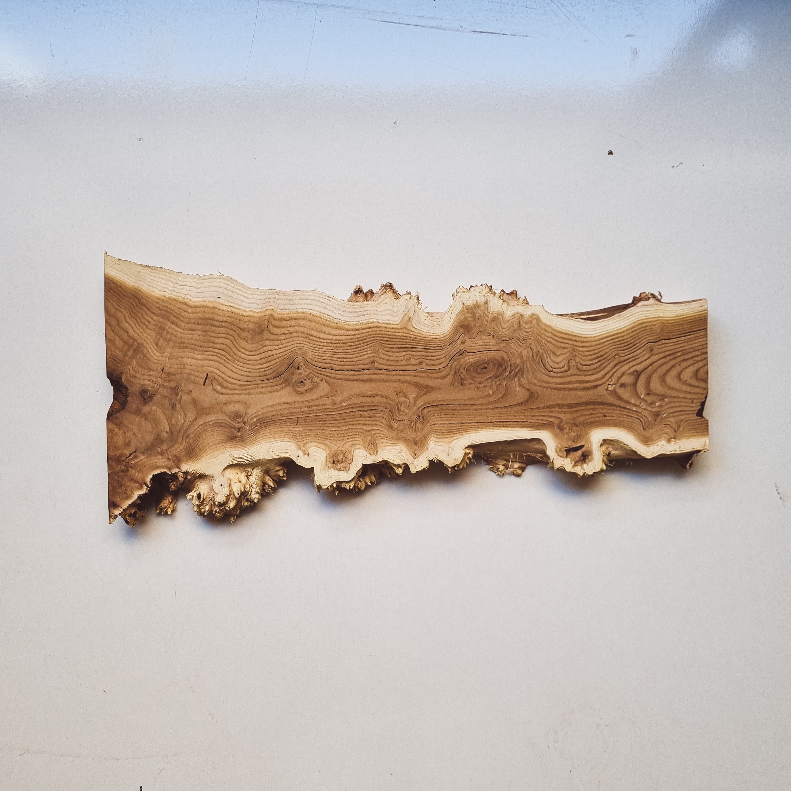Silverberry Burl Set, Silverberry Tree Slice, Round Reclaimed Unique ...