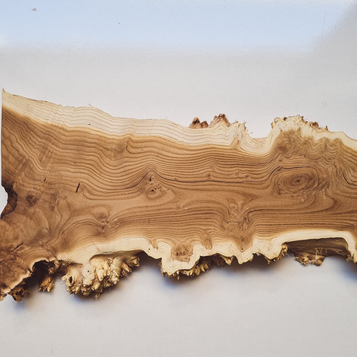 Silverberry Burl Set, Silverberry Tree Slice, Round Reclaimed Unique ...